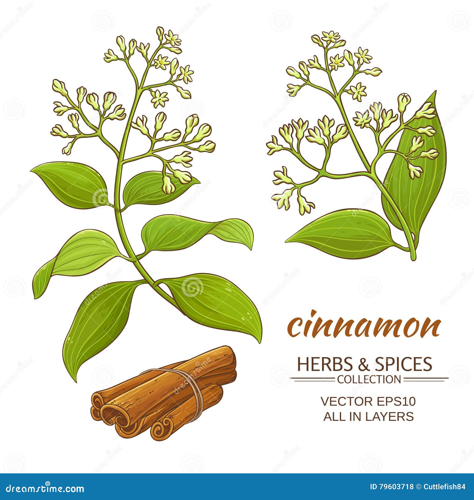 Sistema Del Vector Del Canela Ilustración del Vector - Ilustración de ...