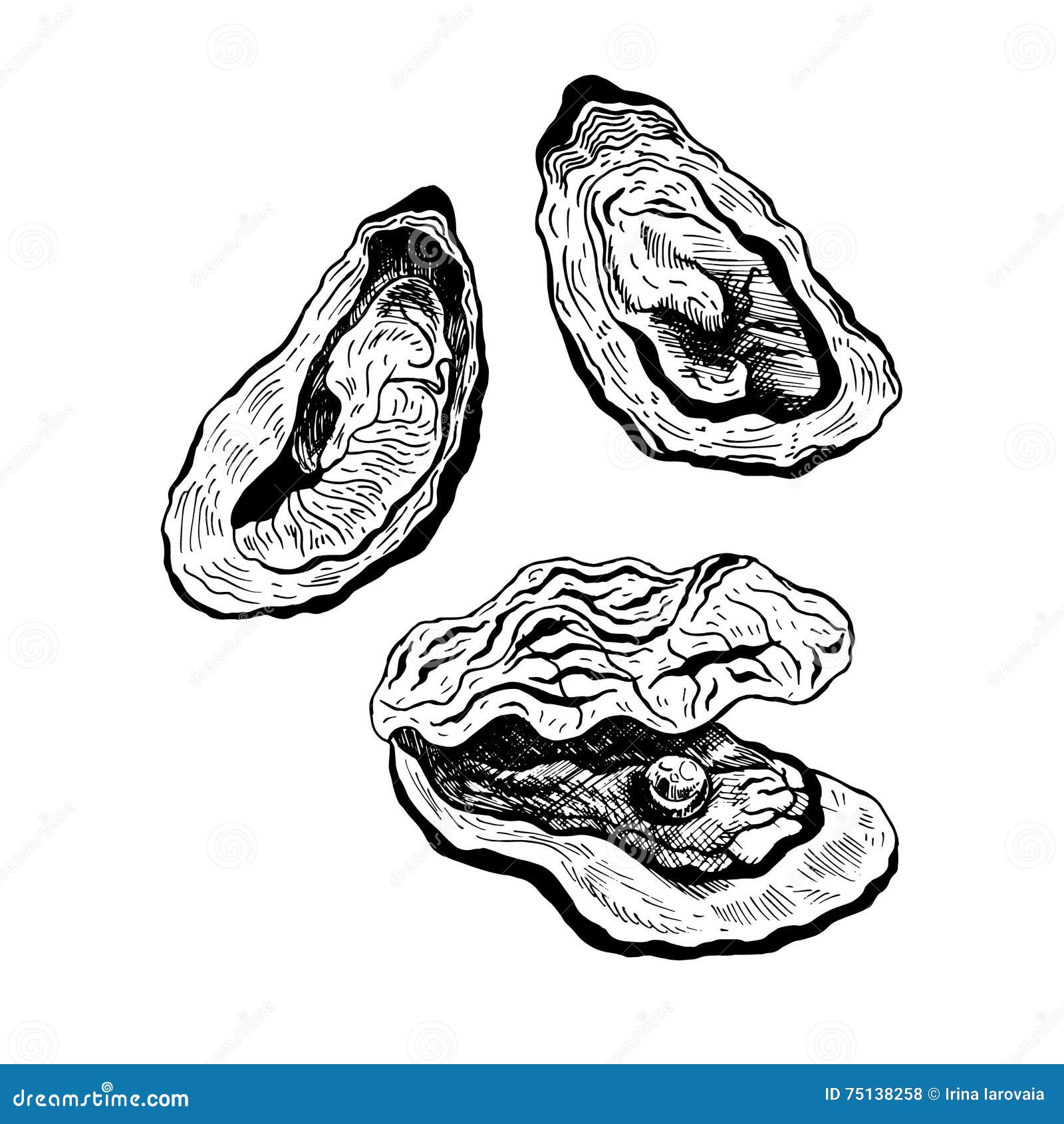 Sistema Del Vector Del Vintage De Las Ostras Ilustración del Vector ...