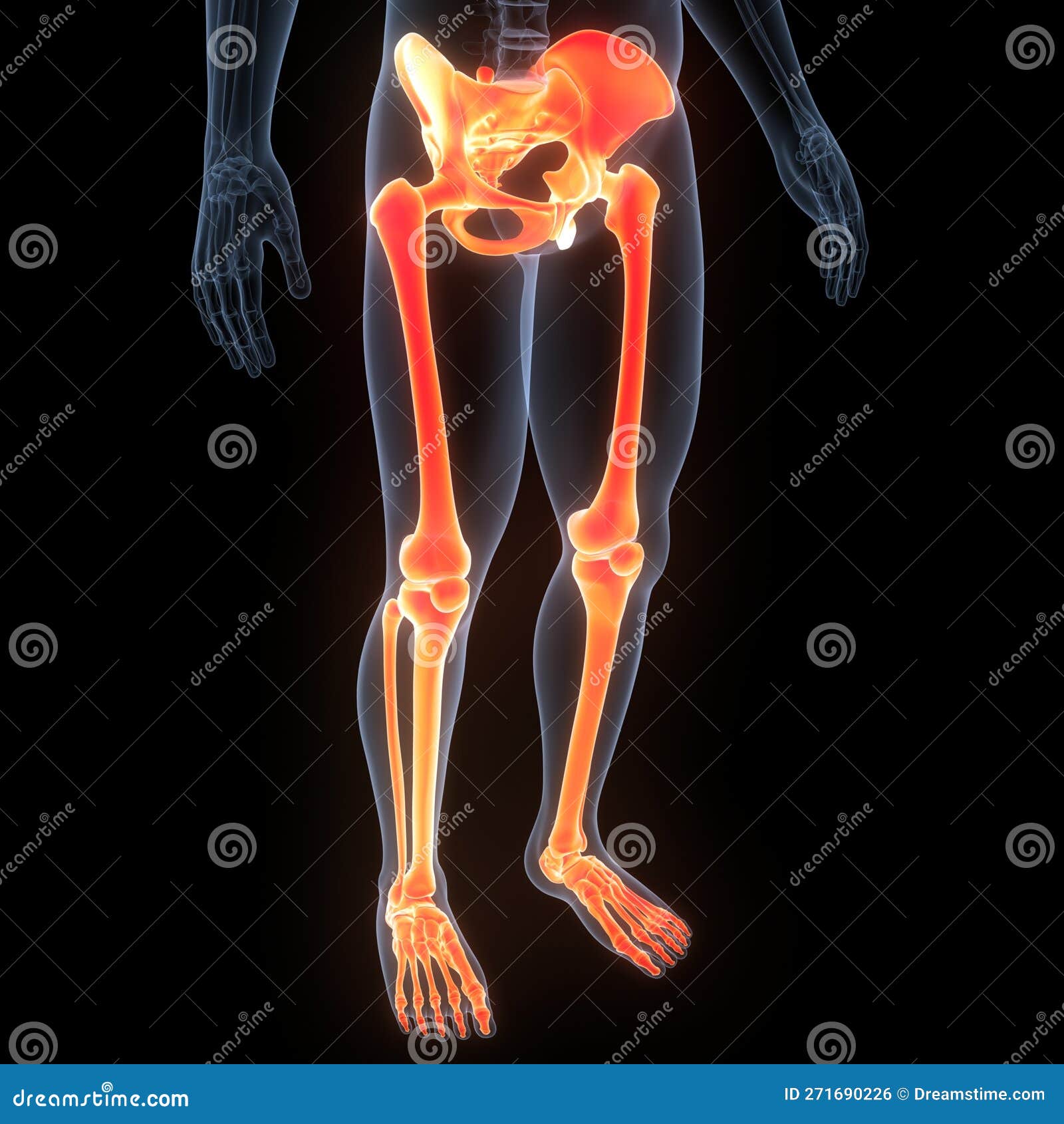 Sistema Di Scheletro Umano Arti Inferiori Articolazioni Ossee Anatomia ... Sistema Di Scheletro Umano Arti Inferiori Articolazioni Ossee Anatomia ...