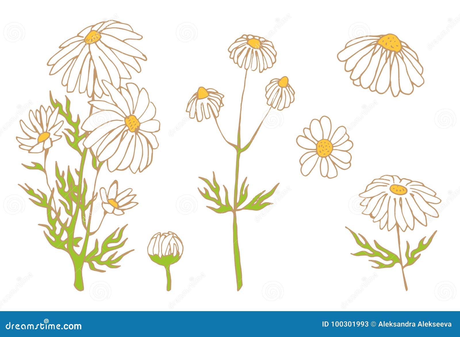 Sistema Dibujado Mano Del Vector De La Manzanilla Ilustración del ...