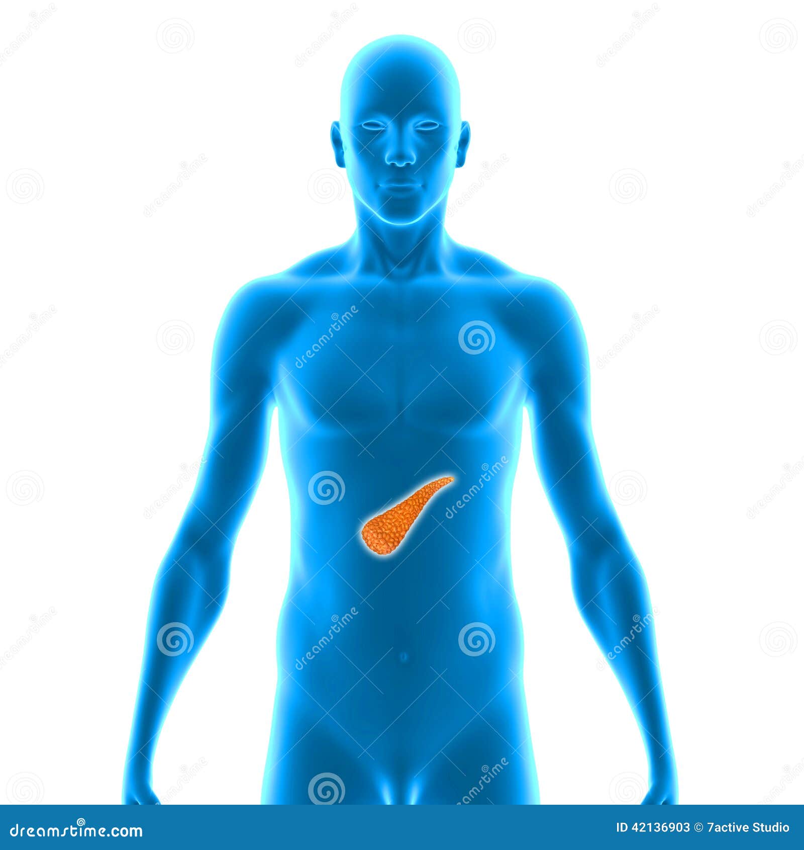 Sistema digestivo stock de ilustración. Ilustración de recto - 42136903