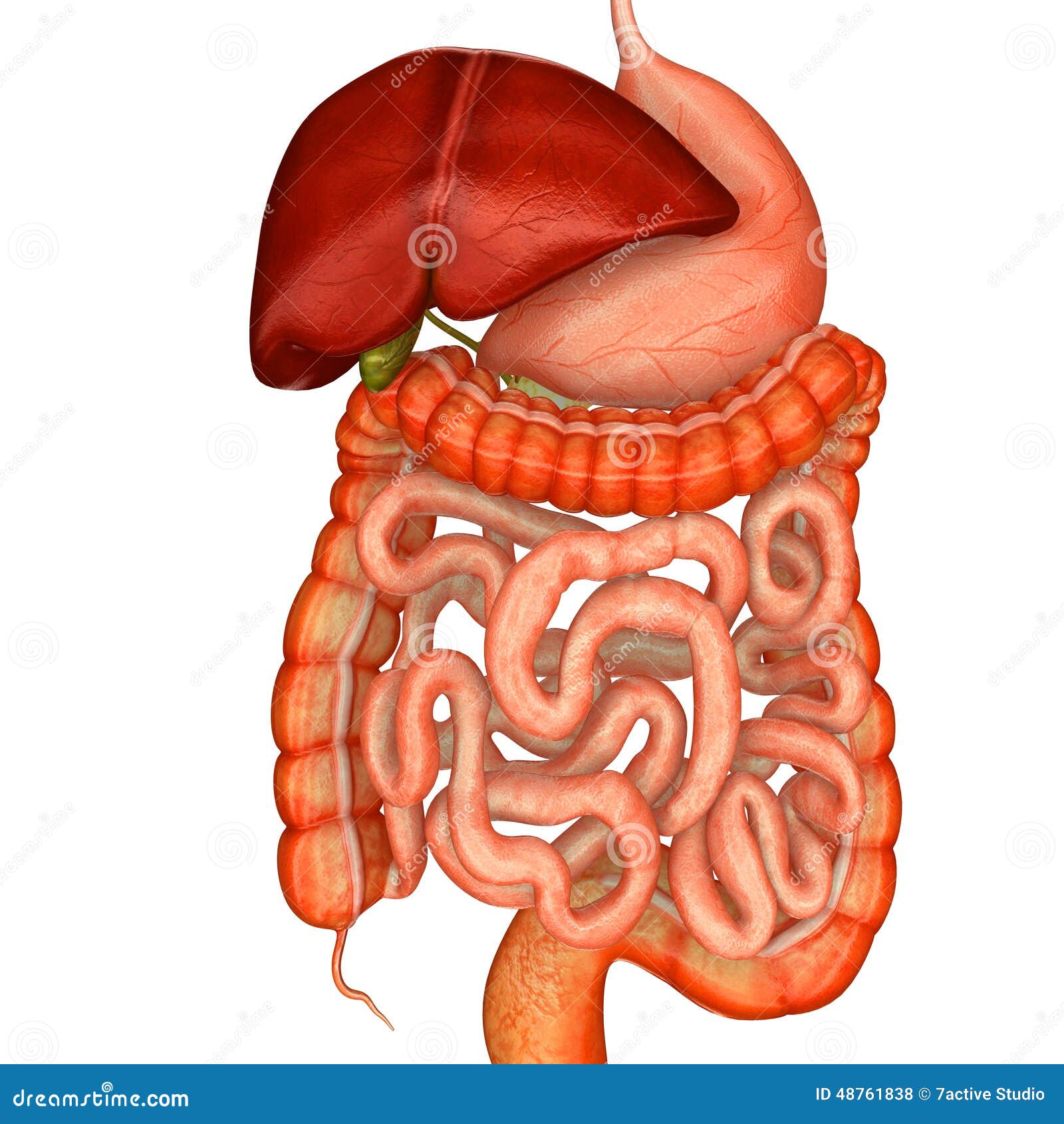 Sistema digestivo stock de ilustración. Ilustración de aislado - 48761838