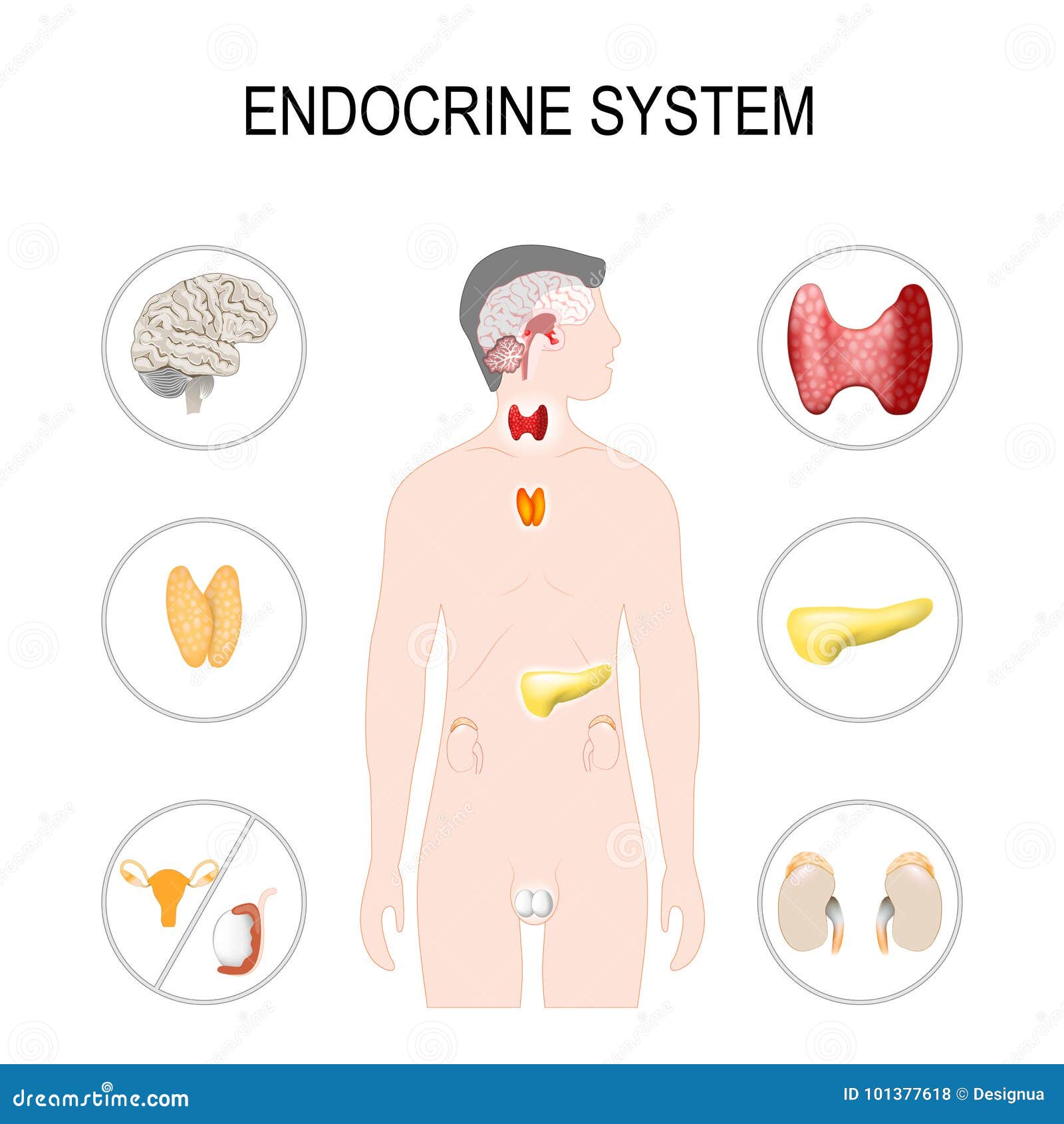 Sistema endocrino ilustración del vector. Ilustración de paratiroides ...