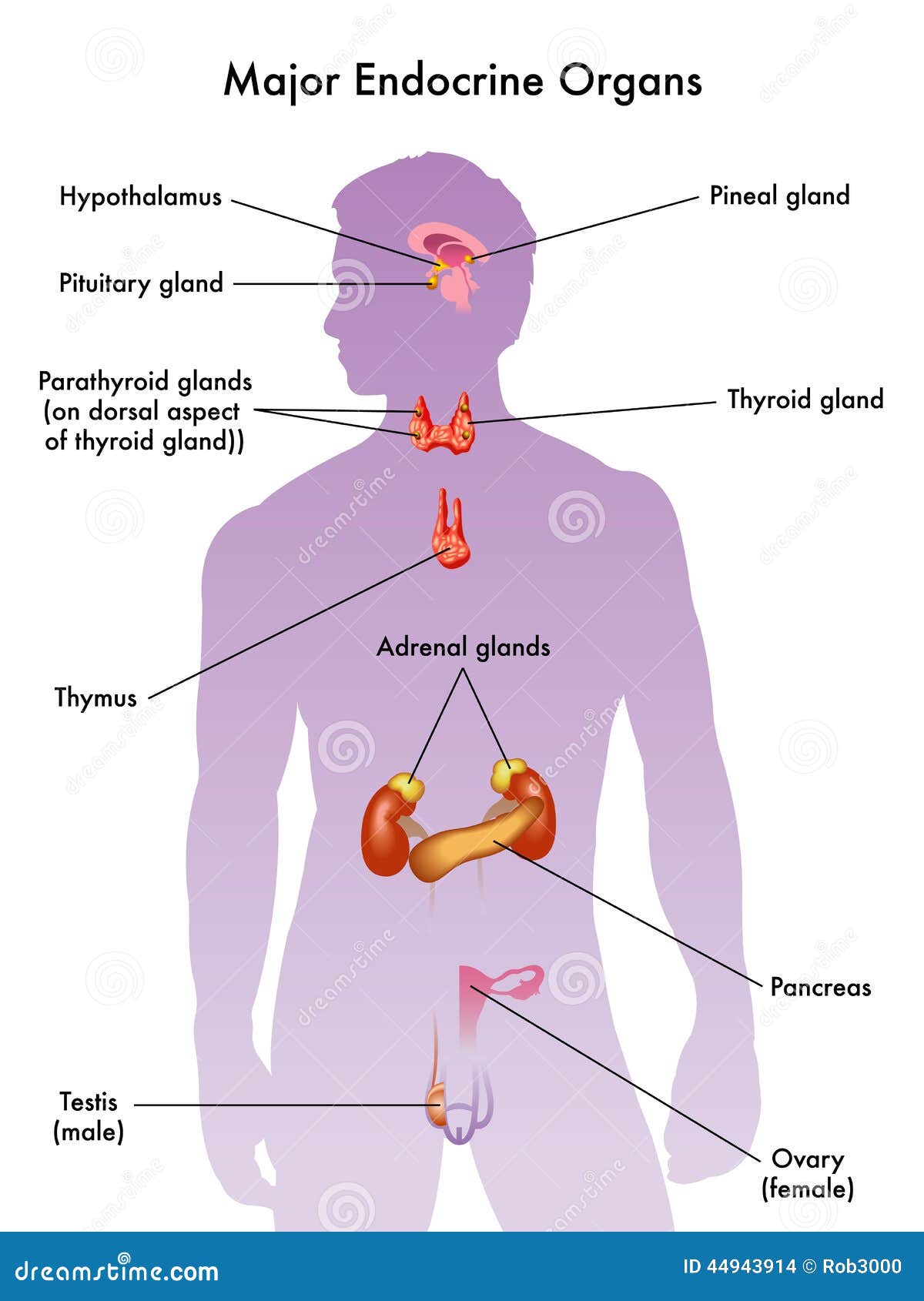 Sistema Endocrino Ilustración del Vector - Imagen: 44943914