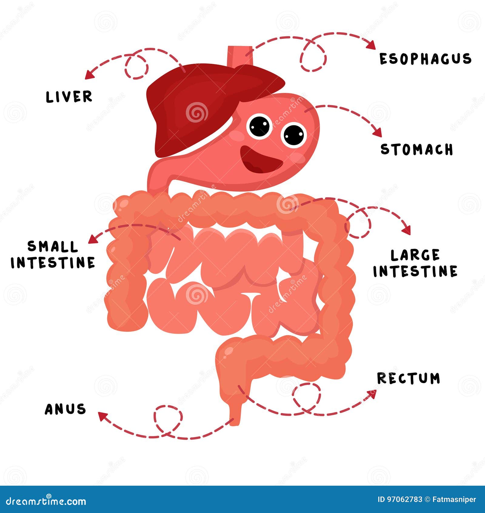 Sistema humano da digestão ilustração stock. Ilustração de pequeno ...