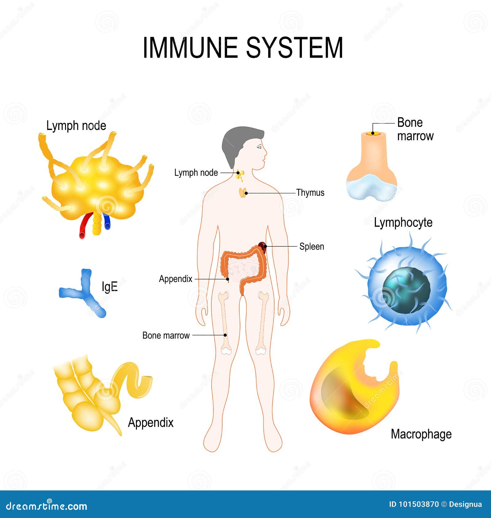 Sistema immunitario illustrazione vettoriale. Illustrazione di ...