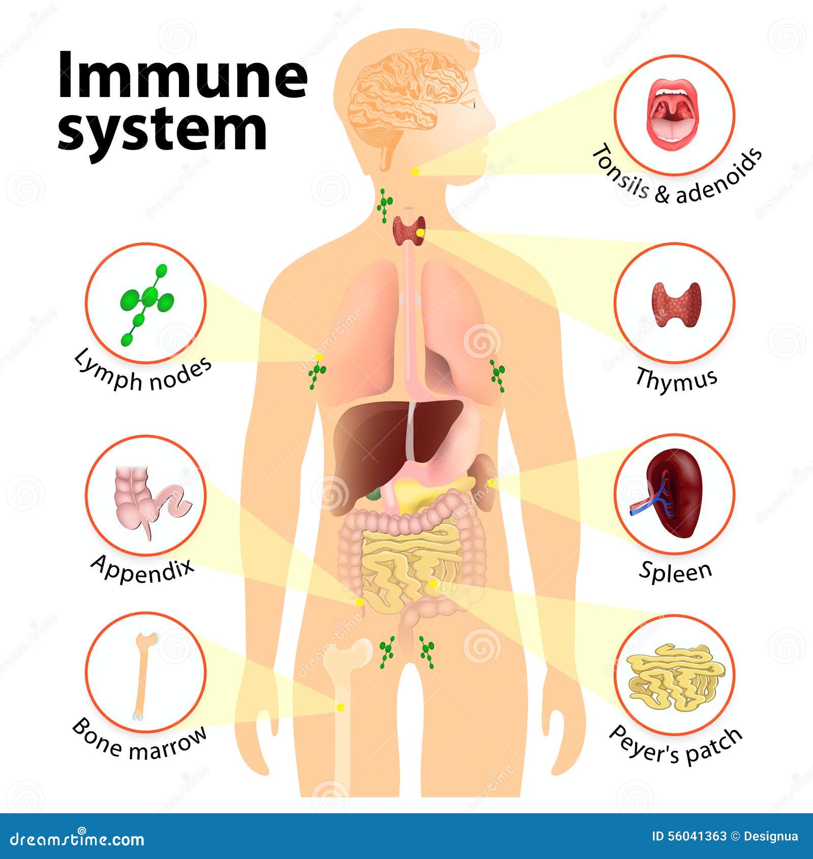 Sistema immunitario illustrazione vettoriale. Illustrazione di linfa ...