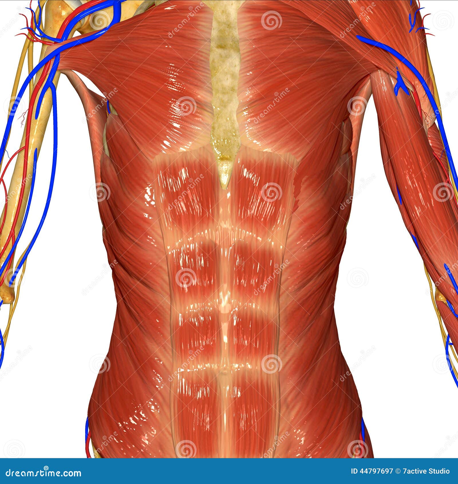 Sistema muscolare illustrazione di stock. Illustrazione di atleta ...