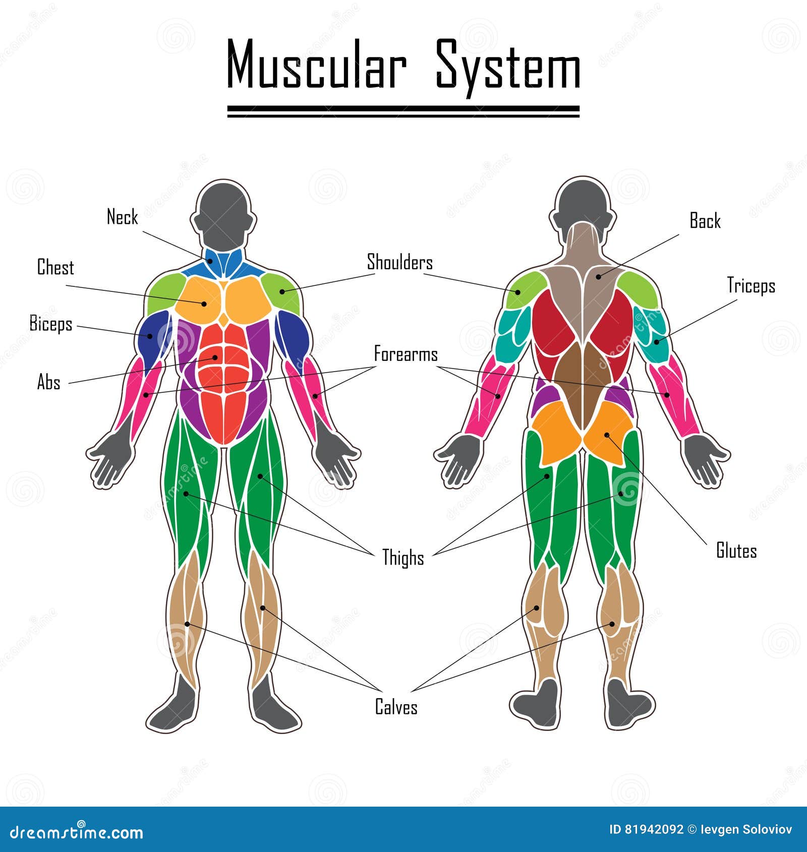Sistema muscolare umano illustrazione vettoriale. Illustrazione di ...