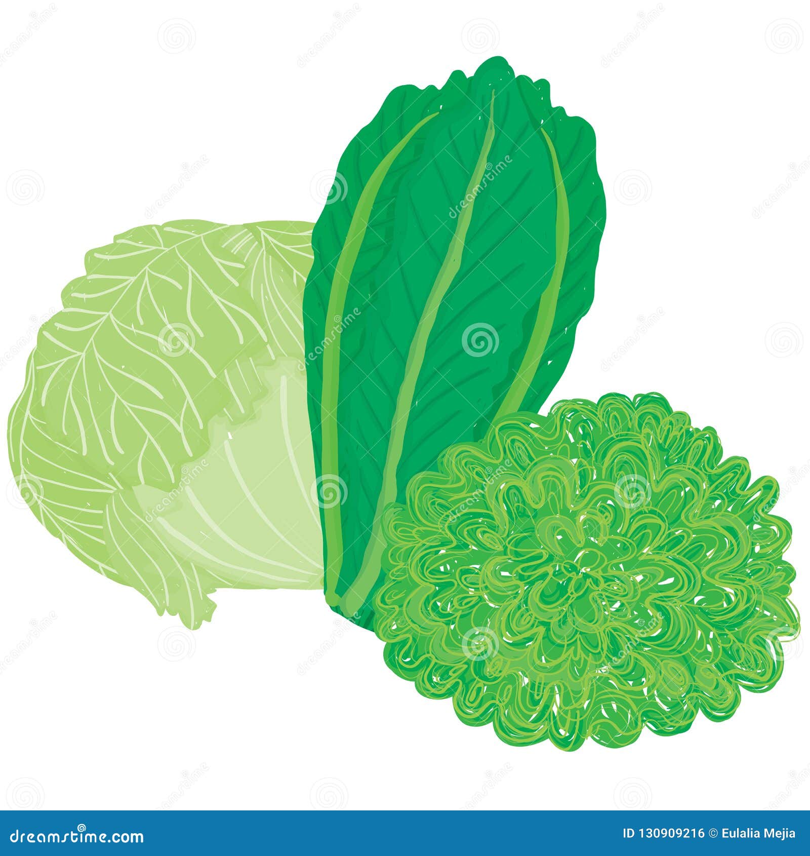 Sistema Painterly De La Lechuga Del Vector; Ejemplo Editable, Escalable ...