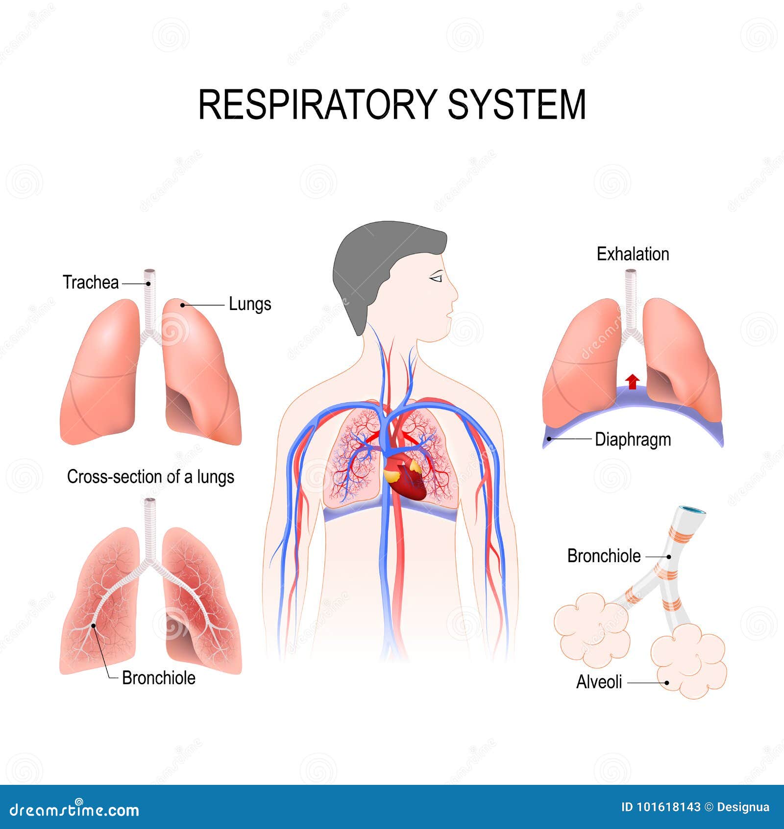 Diagrama Del Sistema Respiratorio En Blanco 3.233 Pulmones Humanos