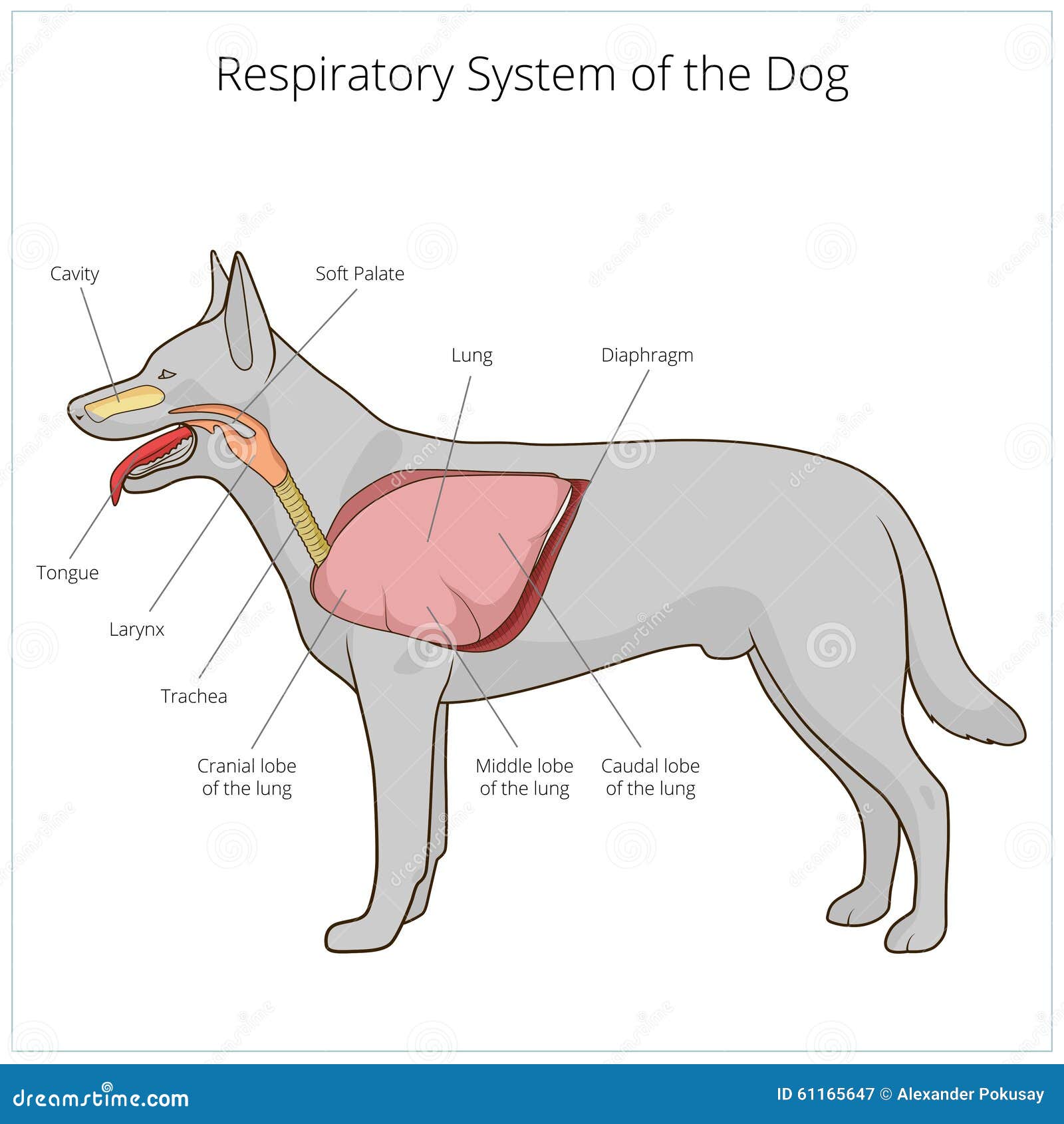 Sistema Respiratorio Del Ejemplo Del Vector Del Perro Ilustración del ...