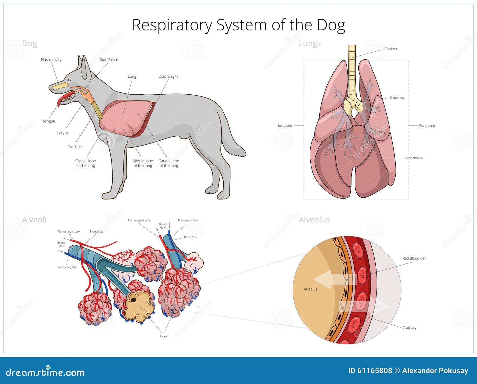 Sistema Respiratorio Del Ejemplo Del Vector Del Perro Ilustración del Vector - Imagen: 61165808