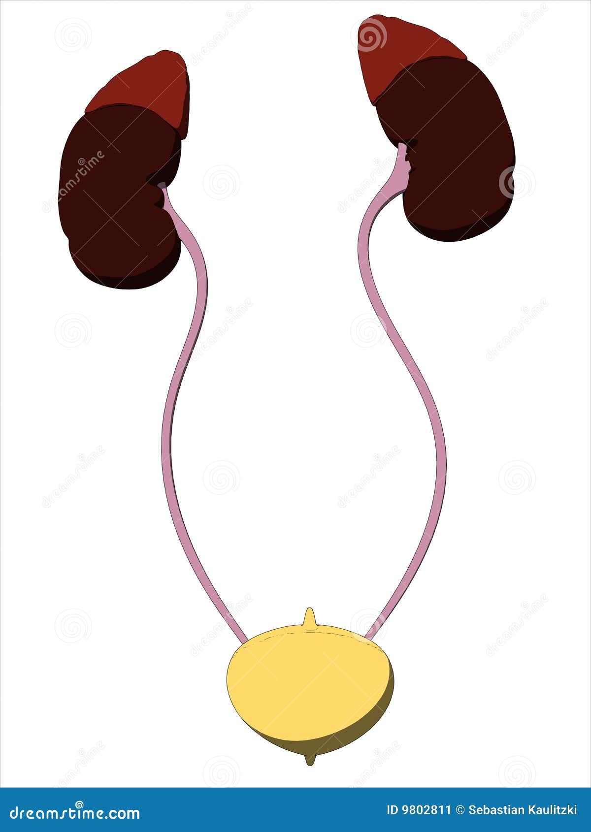 Sistema urinario ilustración del vector. Ilustración de ciencia - 9802811