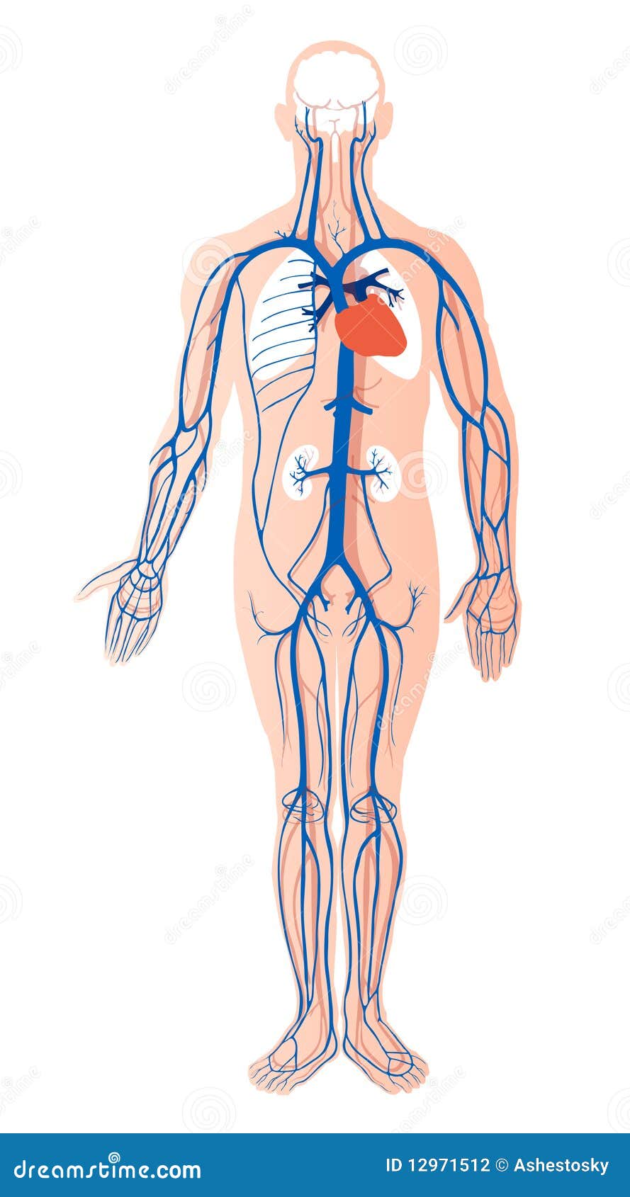 Sistema Venoso Humano Fotografía de archivo - Imagen: 12971512