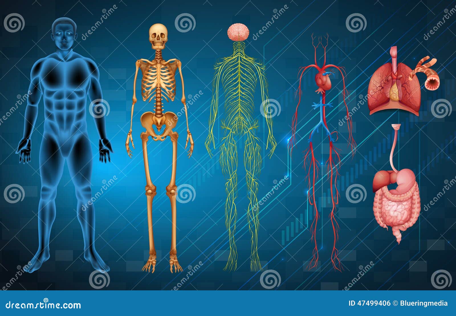 Sistemas do corpo humano ilustração do vetor. Ilustração de humano ...