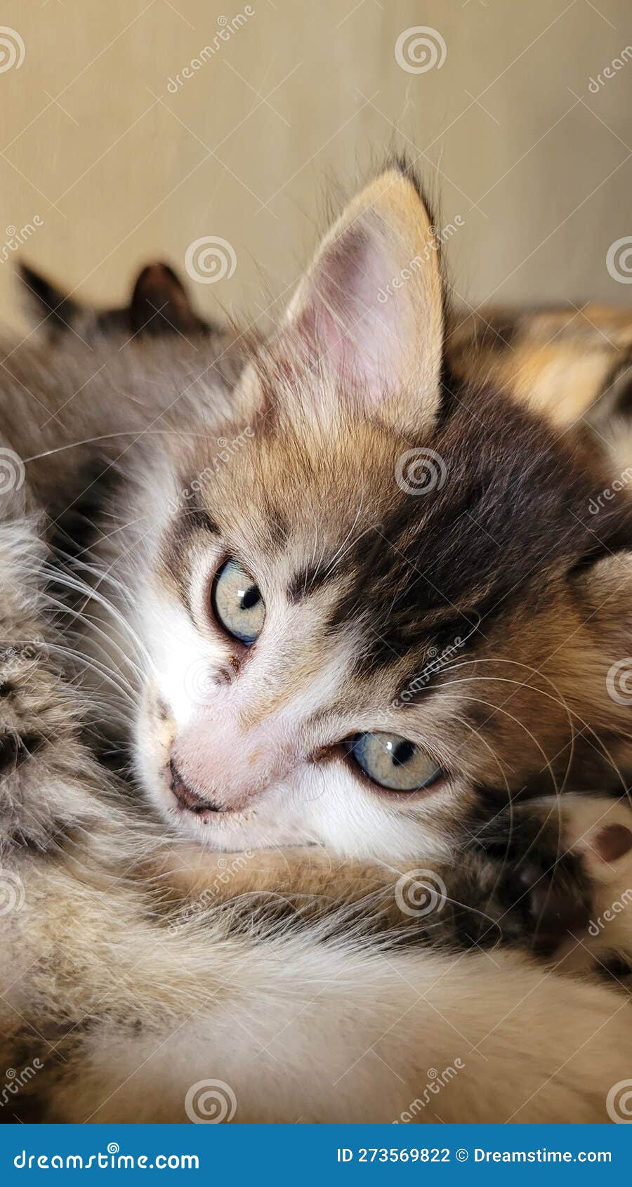 Cute sister cat winking stock photo. Image of catto - 273569822