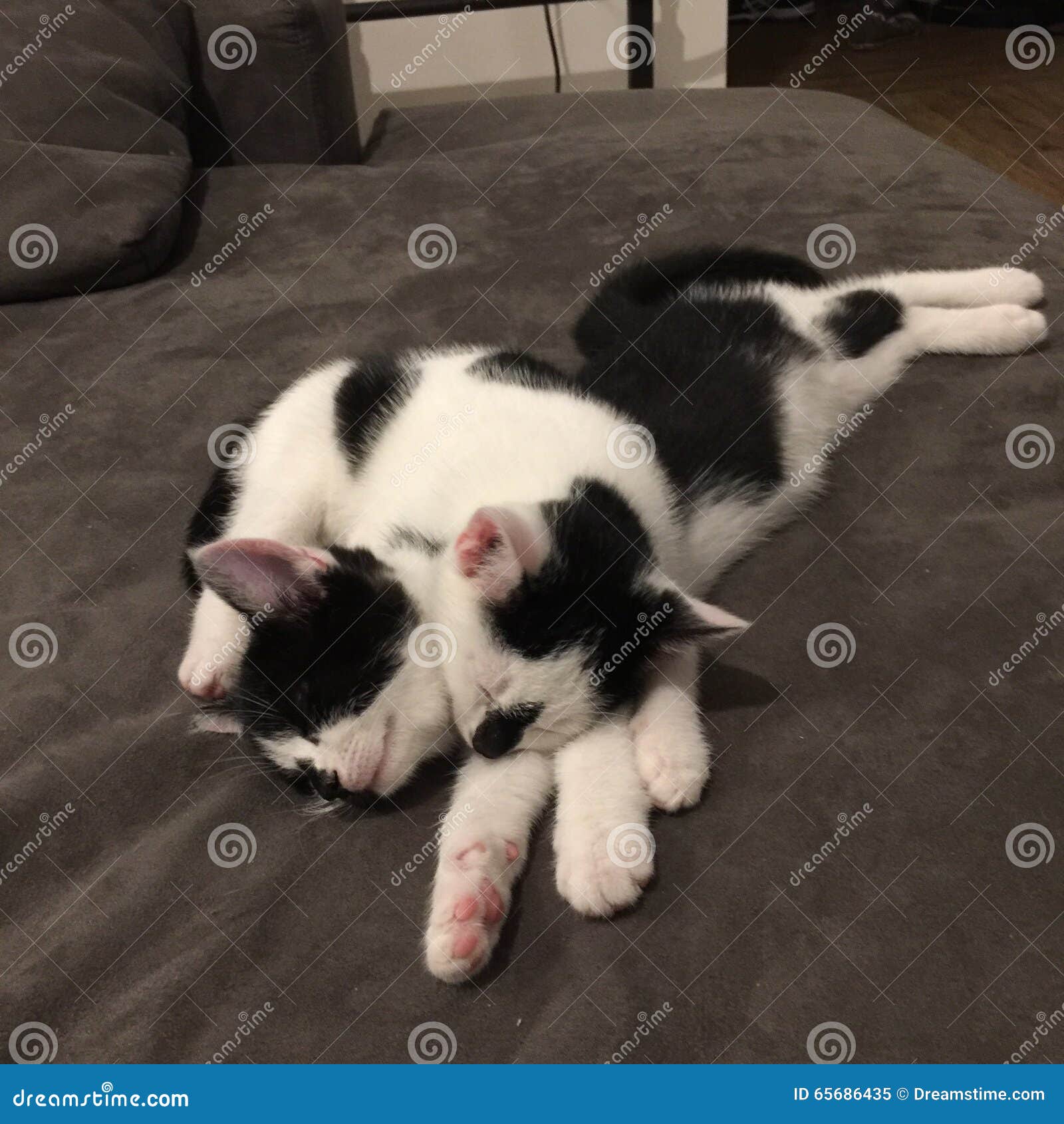 Sister love stock image. Image of love, cats, sister - 65686435