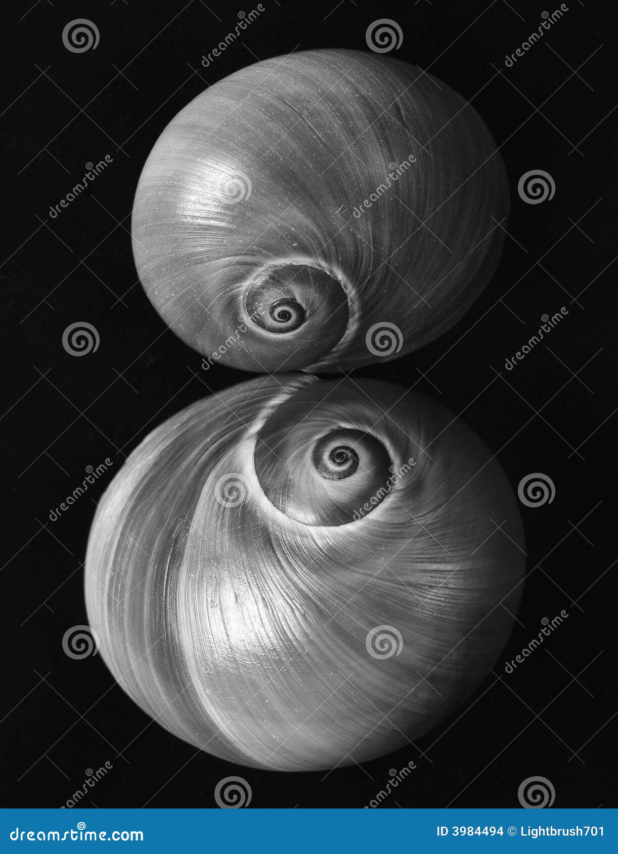 Sister shells stock photo. Image of love, black, nature - 3984494
