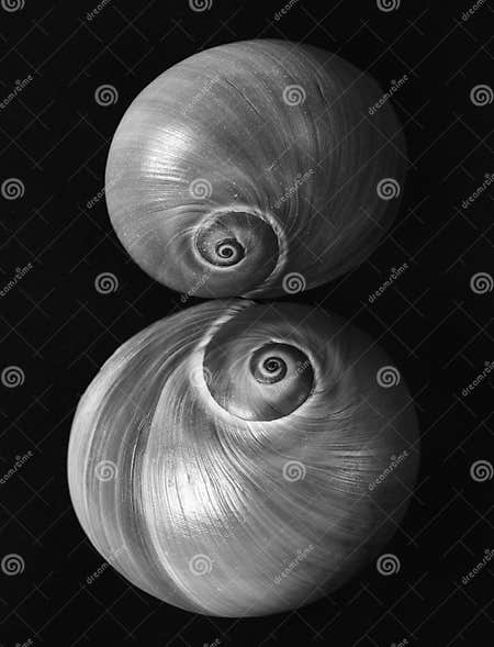 Sister shells stock photo. Image of love, black, nature - 3984494