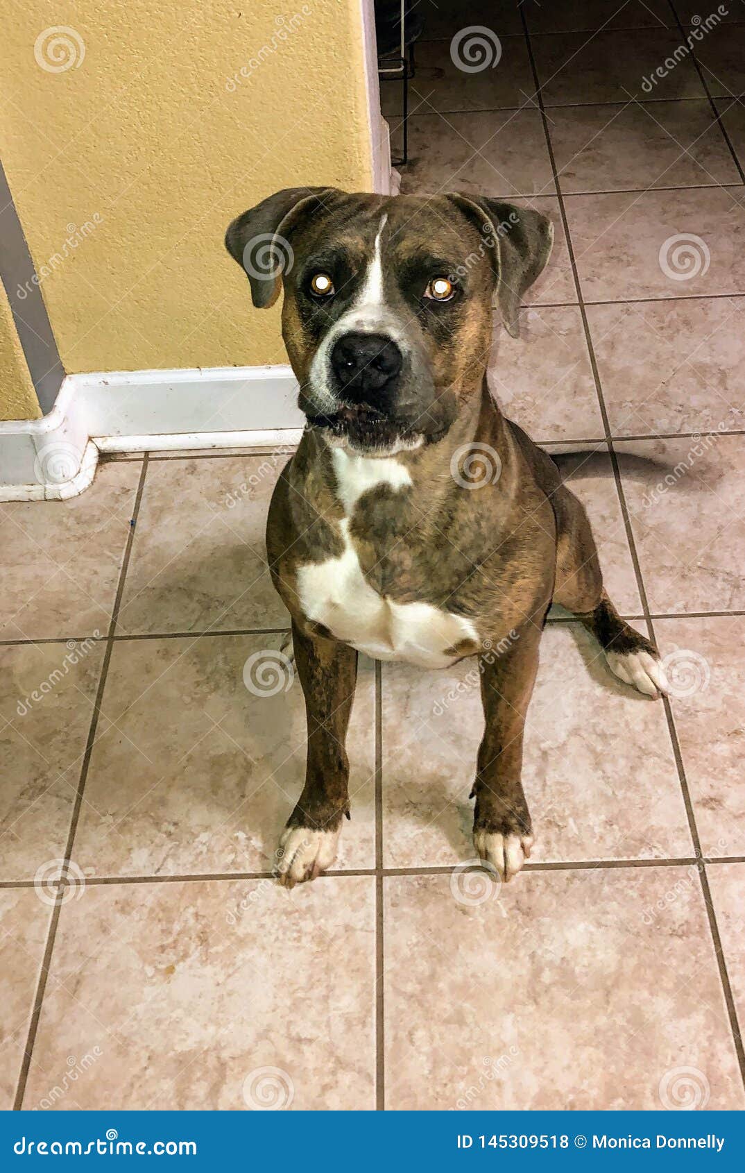 Sit Gunner sit, good boy! stock photo. Image of boxer - 145309518