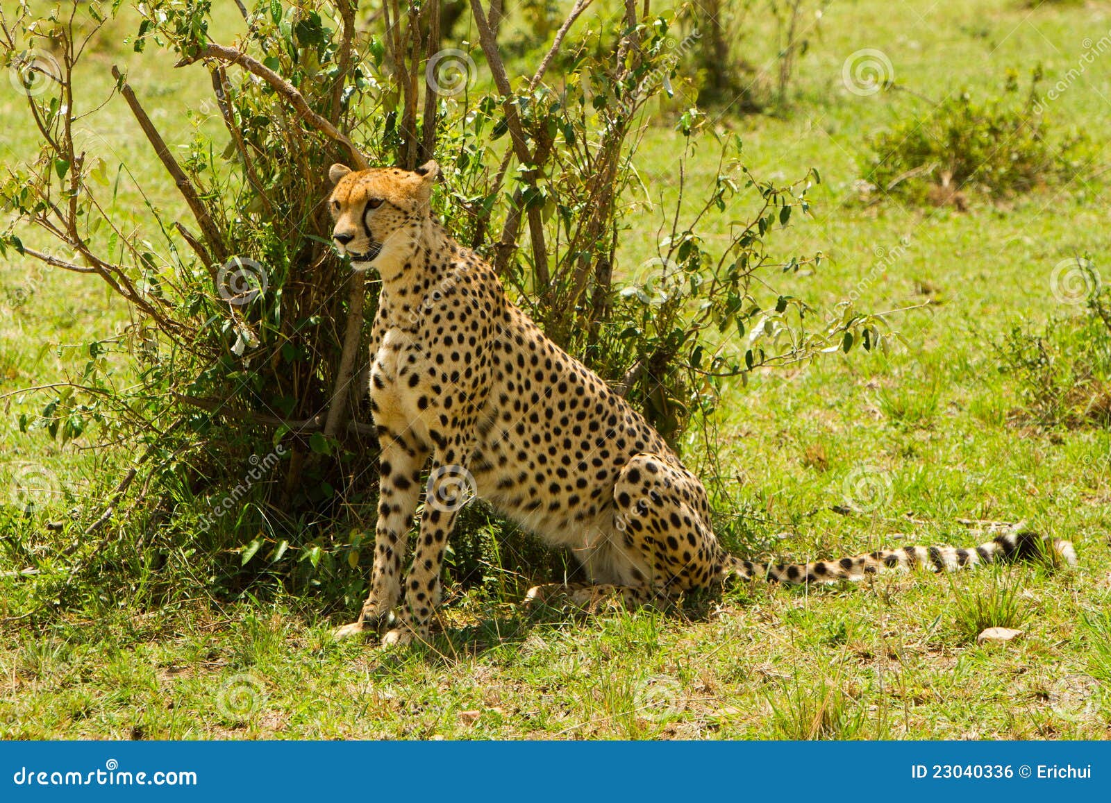 A sit-up straight cheetah stock photo. Image of cheetah - 23040336