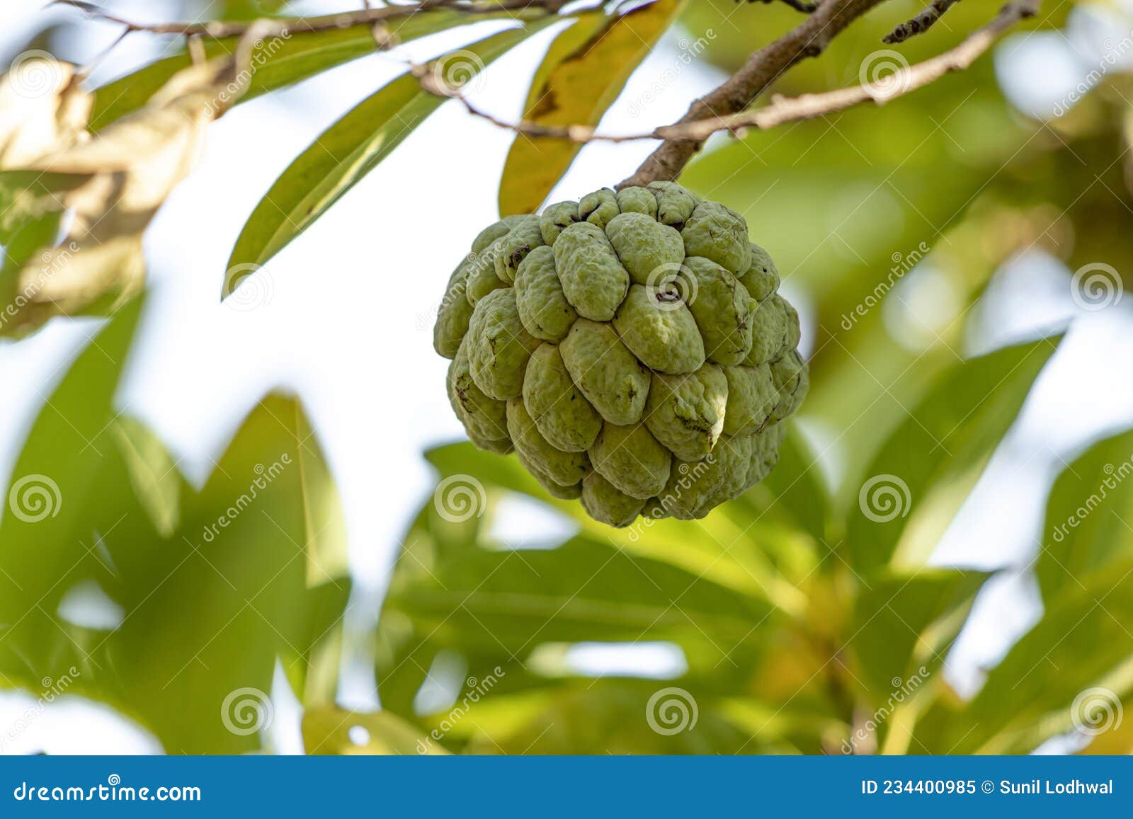 Sitafal Photos - Free & Royalty-Free Stock Photos from Dreamstime