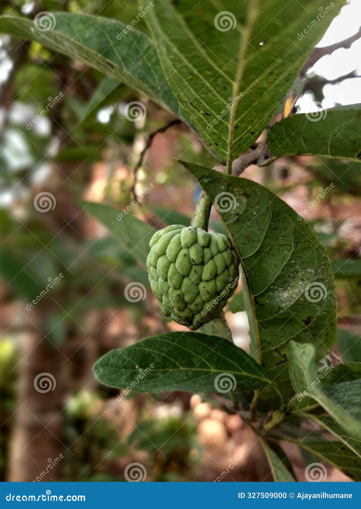 Sitafal fruit in konkan stock photo. Image of deciduous - 327509000
