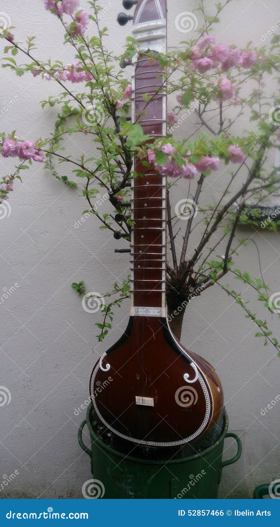 Sitar and cherry blossom stock photo. Image of broken - 52857466