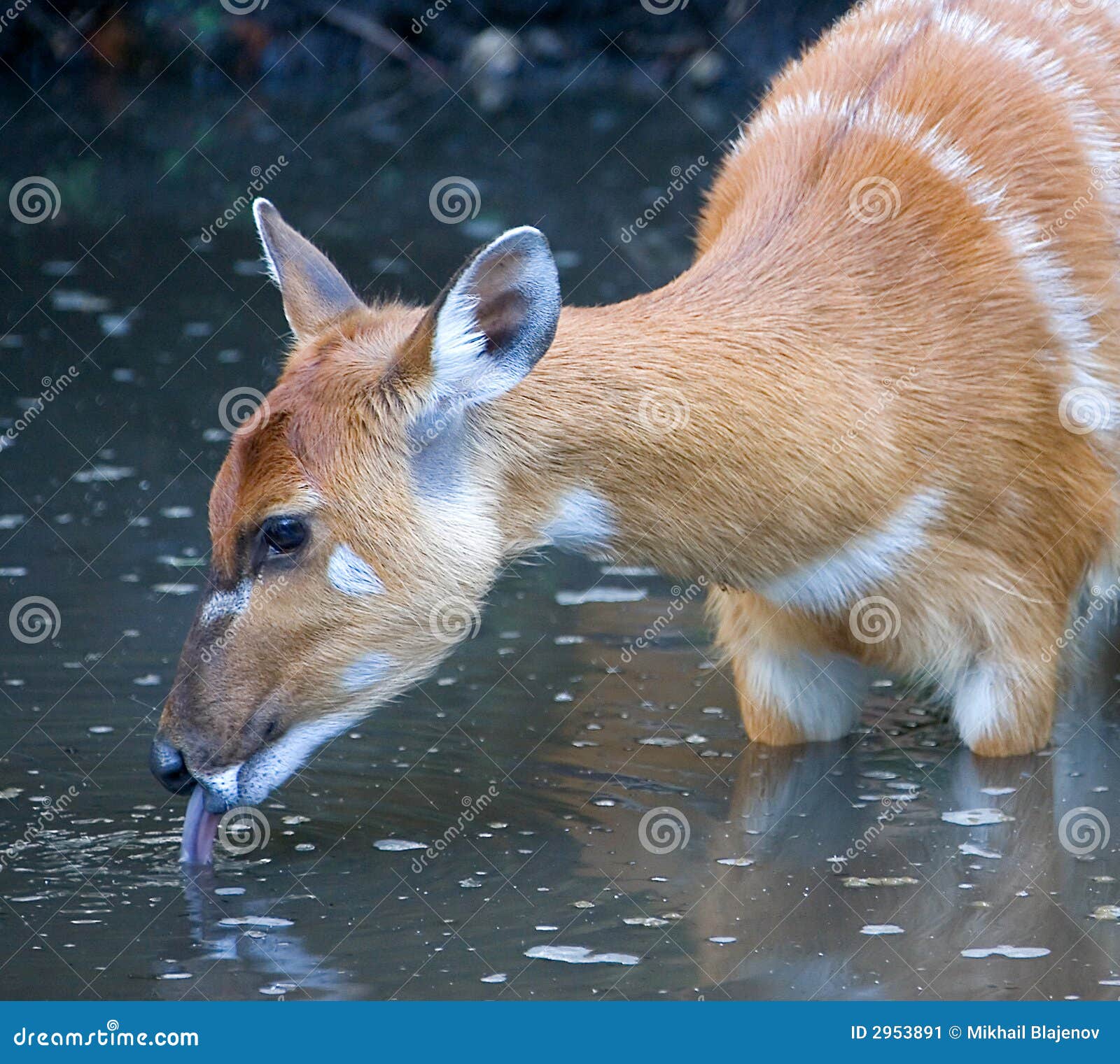 Sitatunga 1 stock image. Image of female, graze, central - 2953891