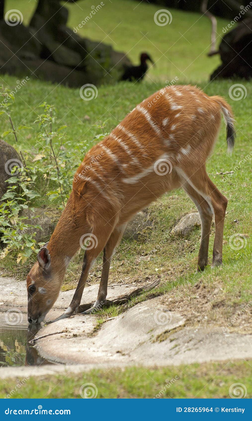 Sitatunga foto de stock. Imagem de marrom, parque, gengibre - 28265964