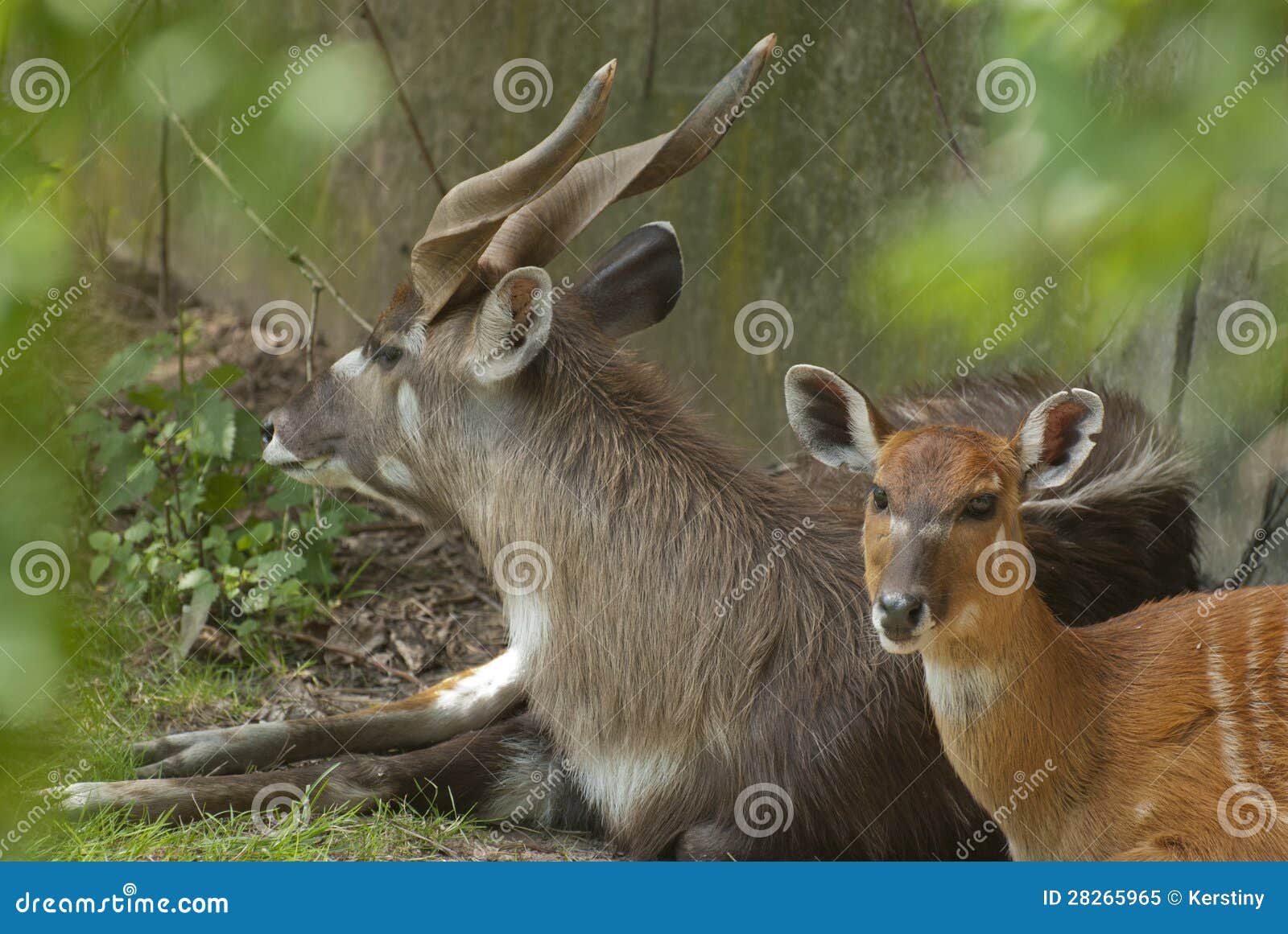 Sitatunga stock image. Image of africa, stripes, brown - 28265965