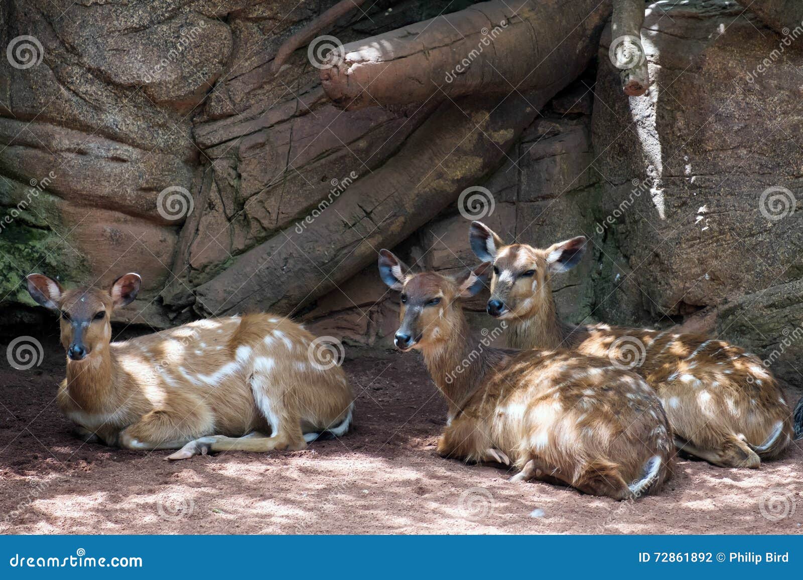 Sitatunga Antelope Tragelaphus Spekii Stock Image | CartoonDealer.com ...