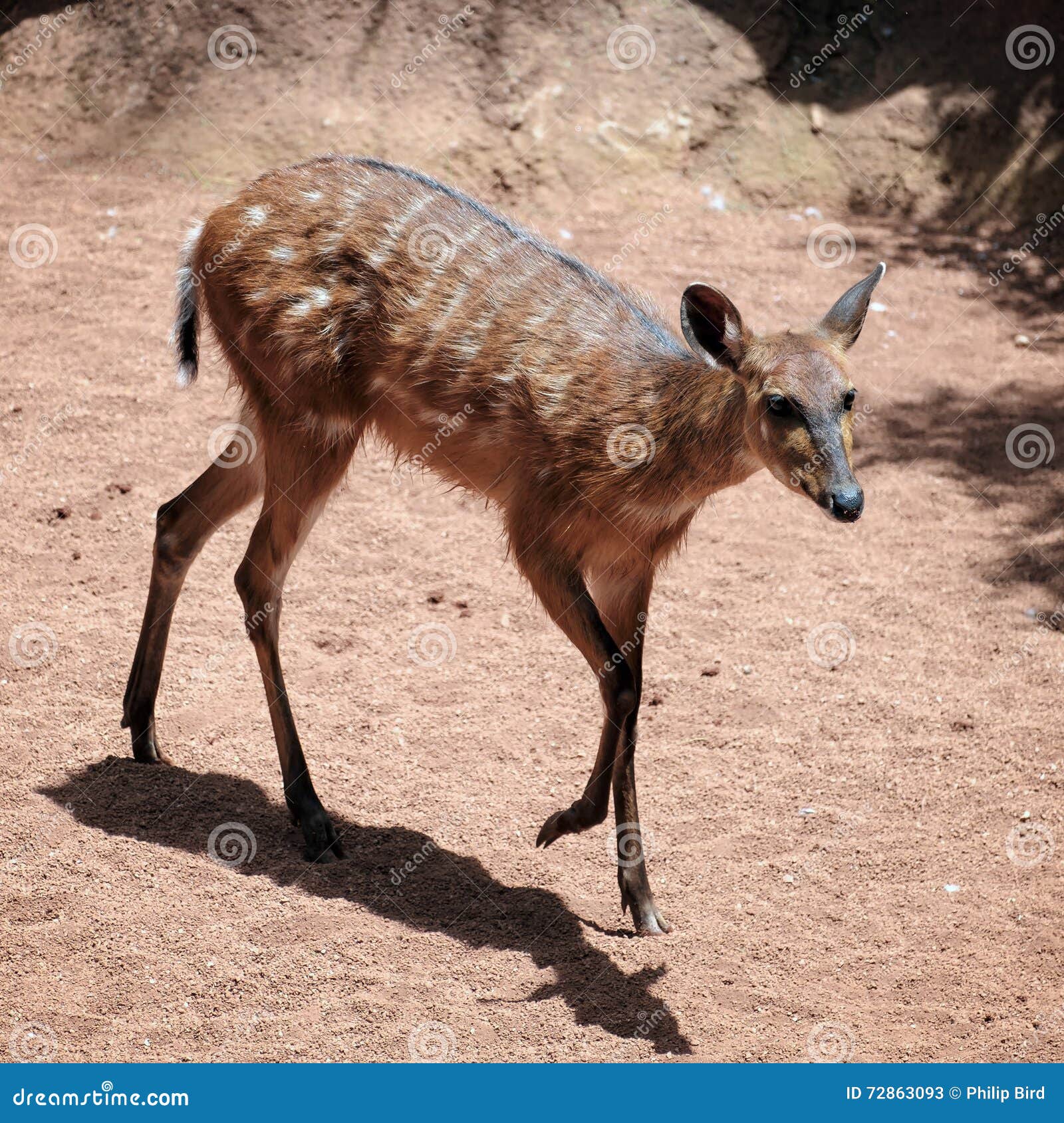 Sitatunga Antelope Tragelaphus Spekii Stock Image | CartoonDealer.com ...