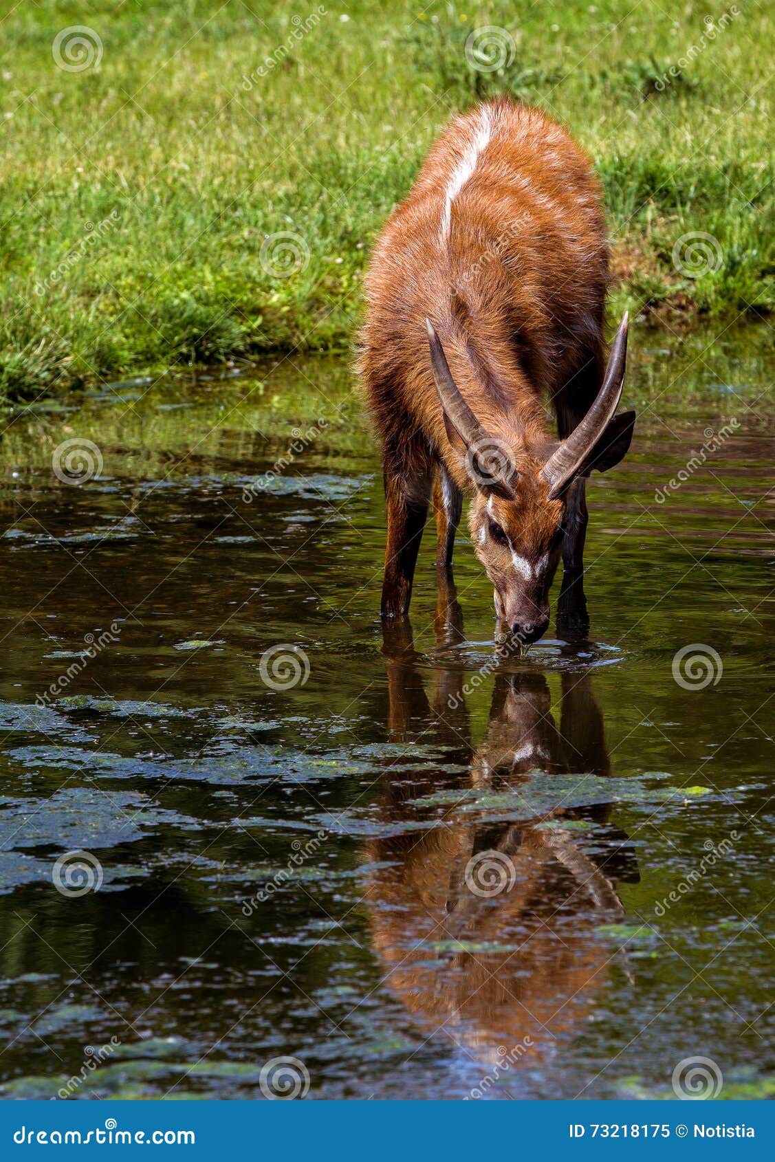 Sitatunga Antelope Drinking from a Pond. Stock Image - Image of animal ...