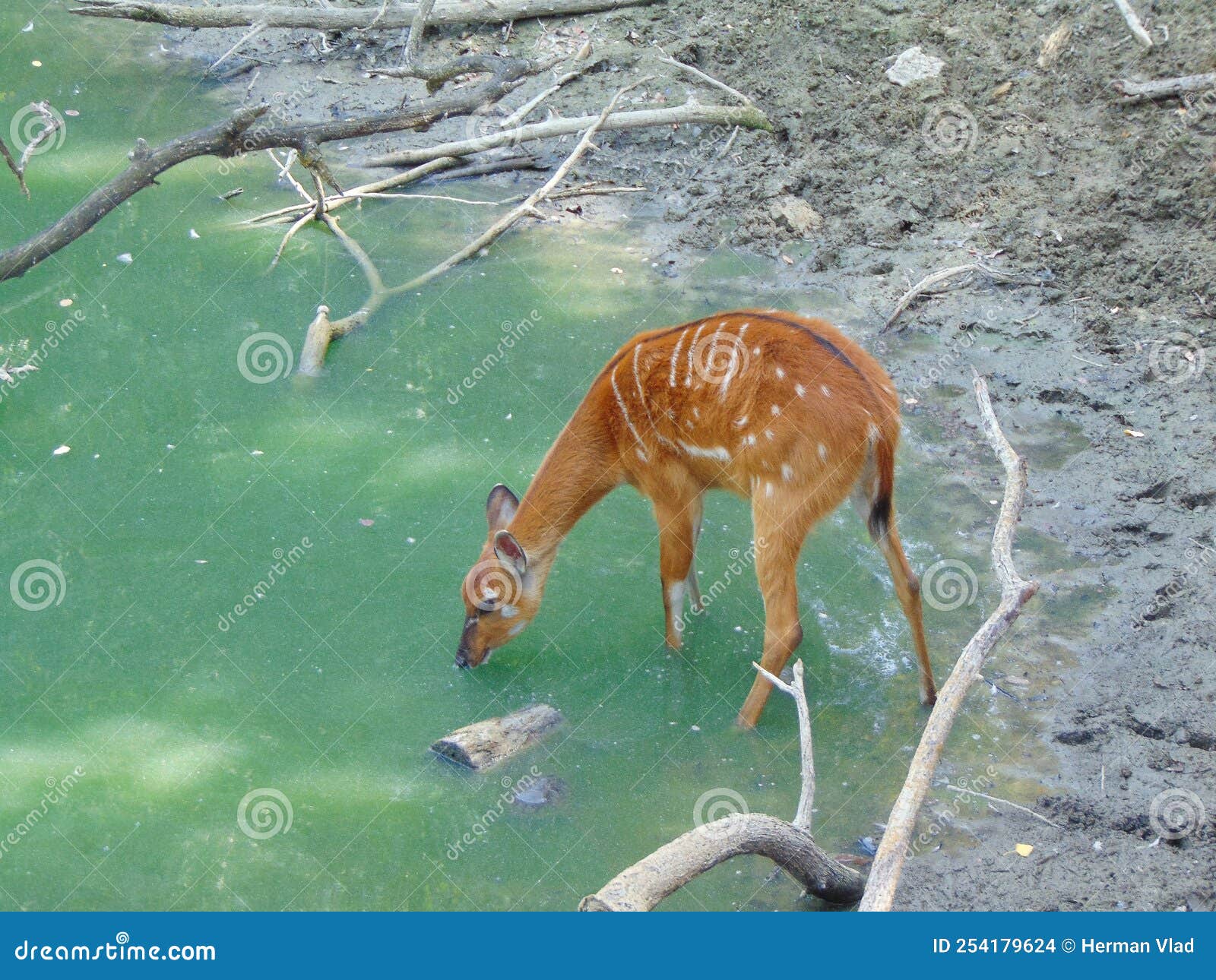 Sitatunga Antelope in the Water Stock Photo - Image of selective ...