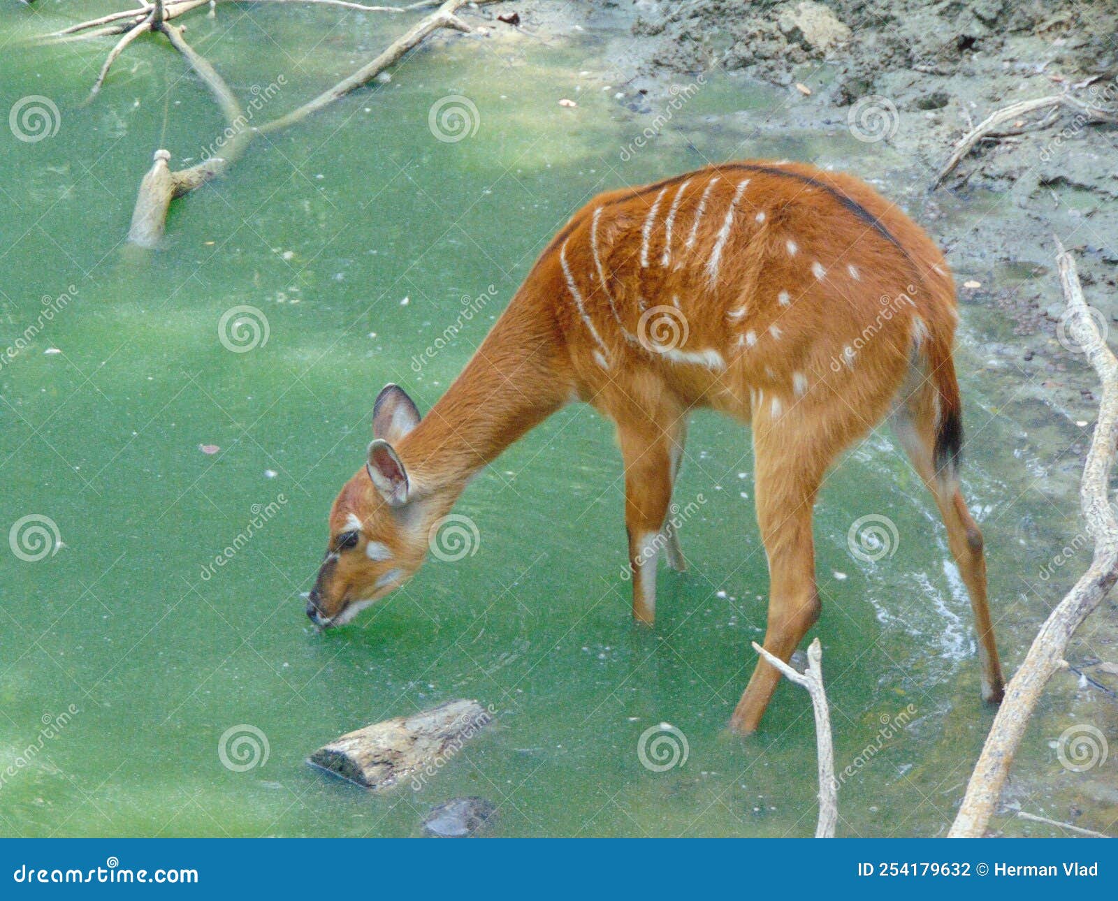 Sitatunga Antelope Tragelaphus Spekii Stock Image | CartoonDealer.com ...