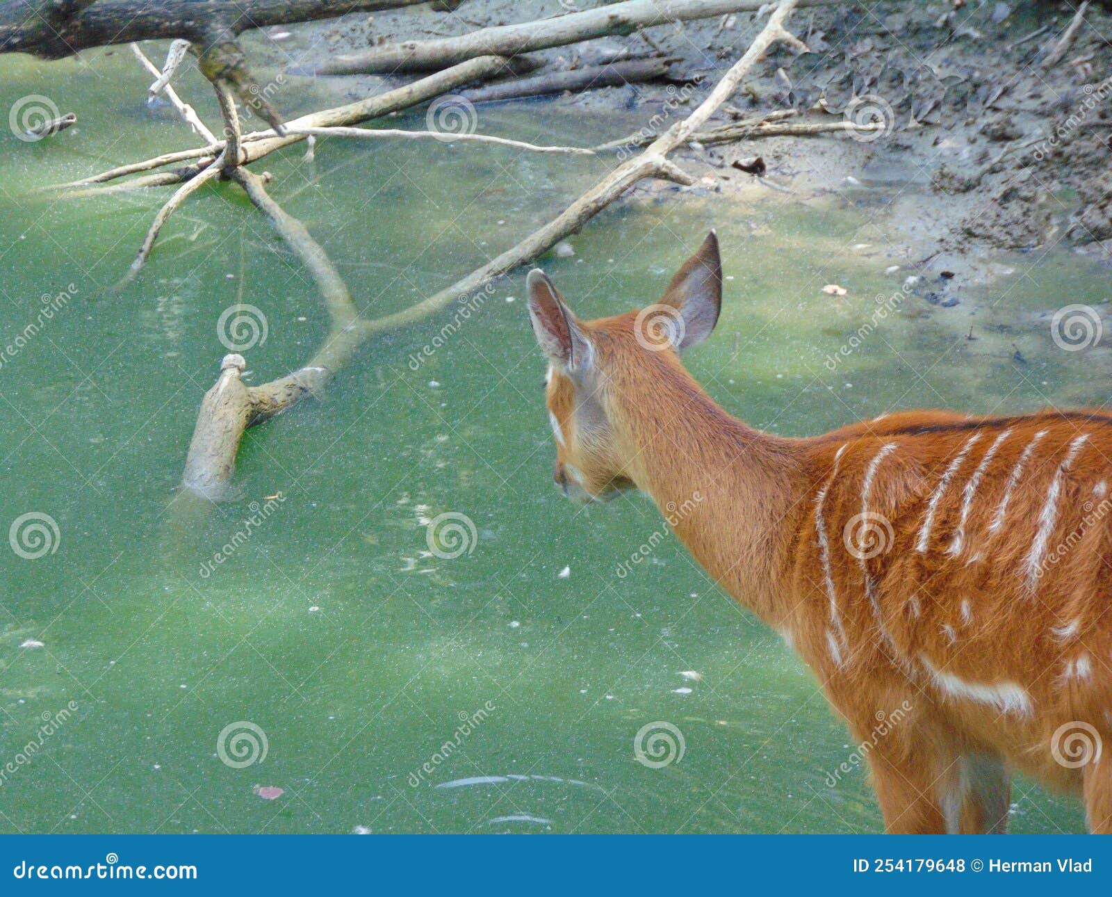 Sitatunga Antelope Tragelaphus Spekii Stock Image | CartoonDealer.com ...