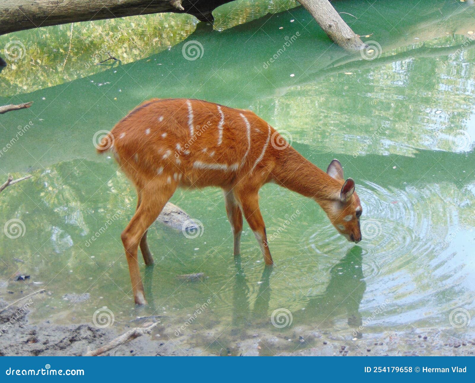 Sitatunga Antelope in the Water Stock Photo - Image of colored ...