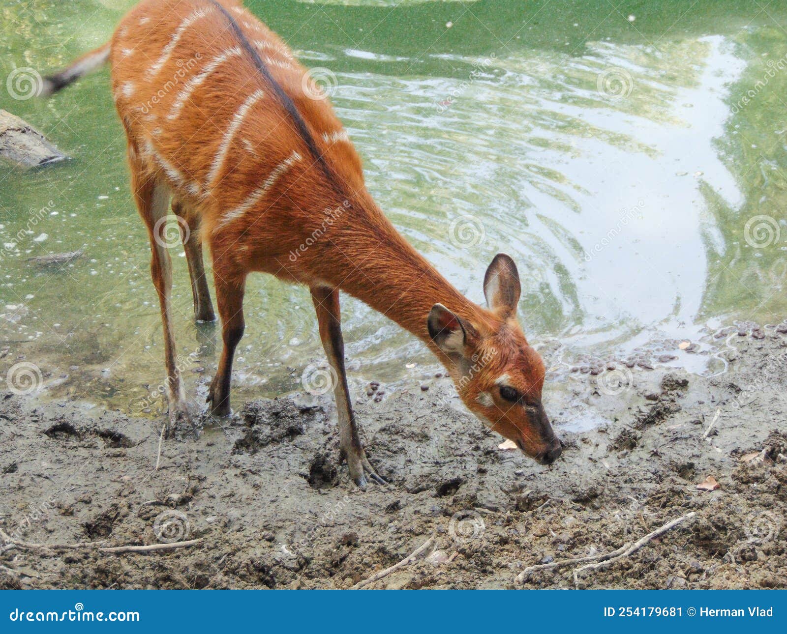 Sitatunga Antelope Tragelaphus Spekii Stock Image | CartoonDealer.com ...