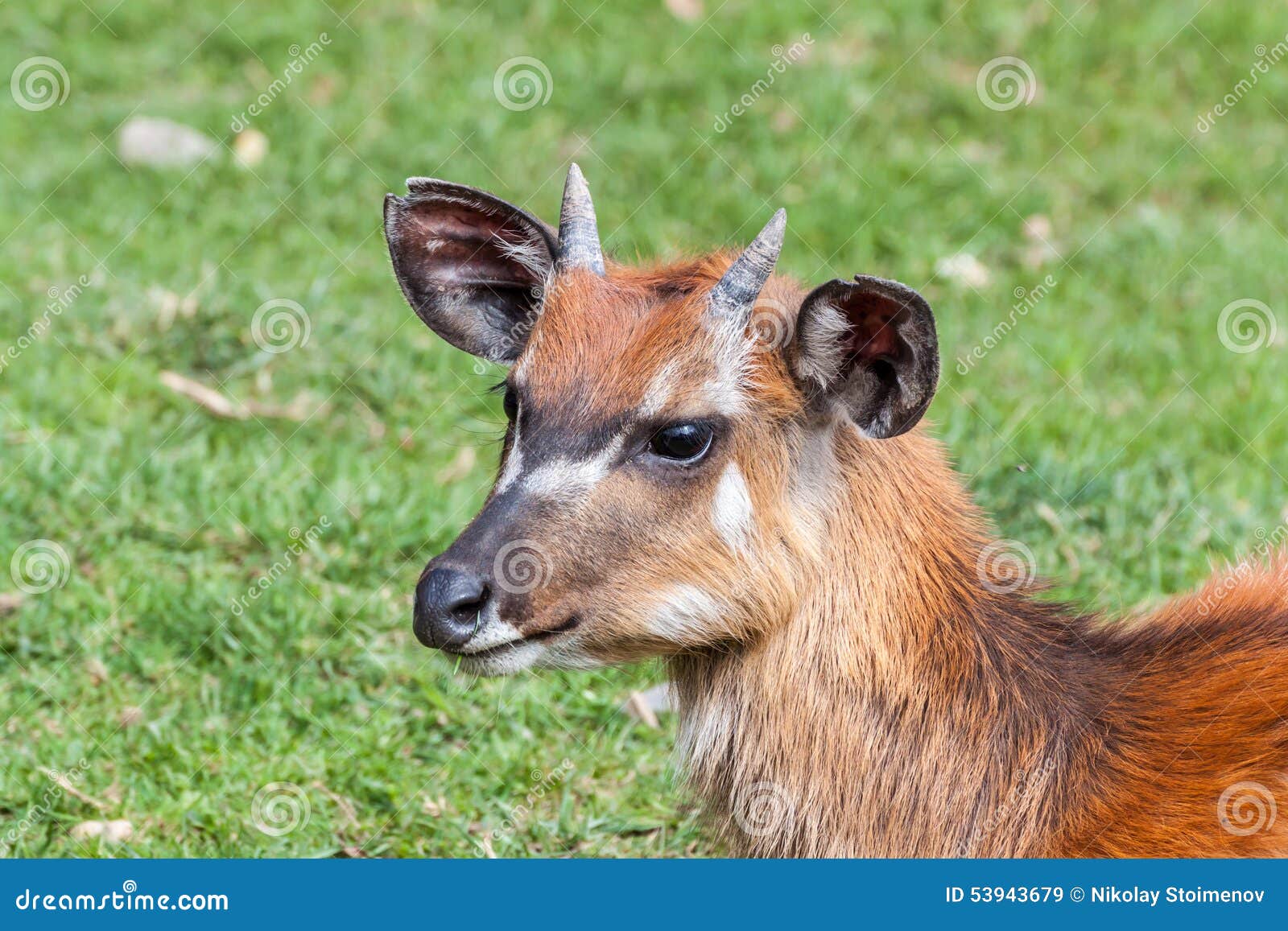 Portrait Of A Sitatunga /Tragelaphus Spekii/ Stock Photo ...