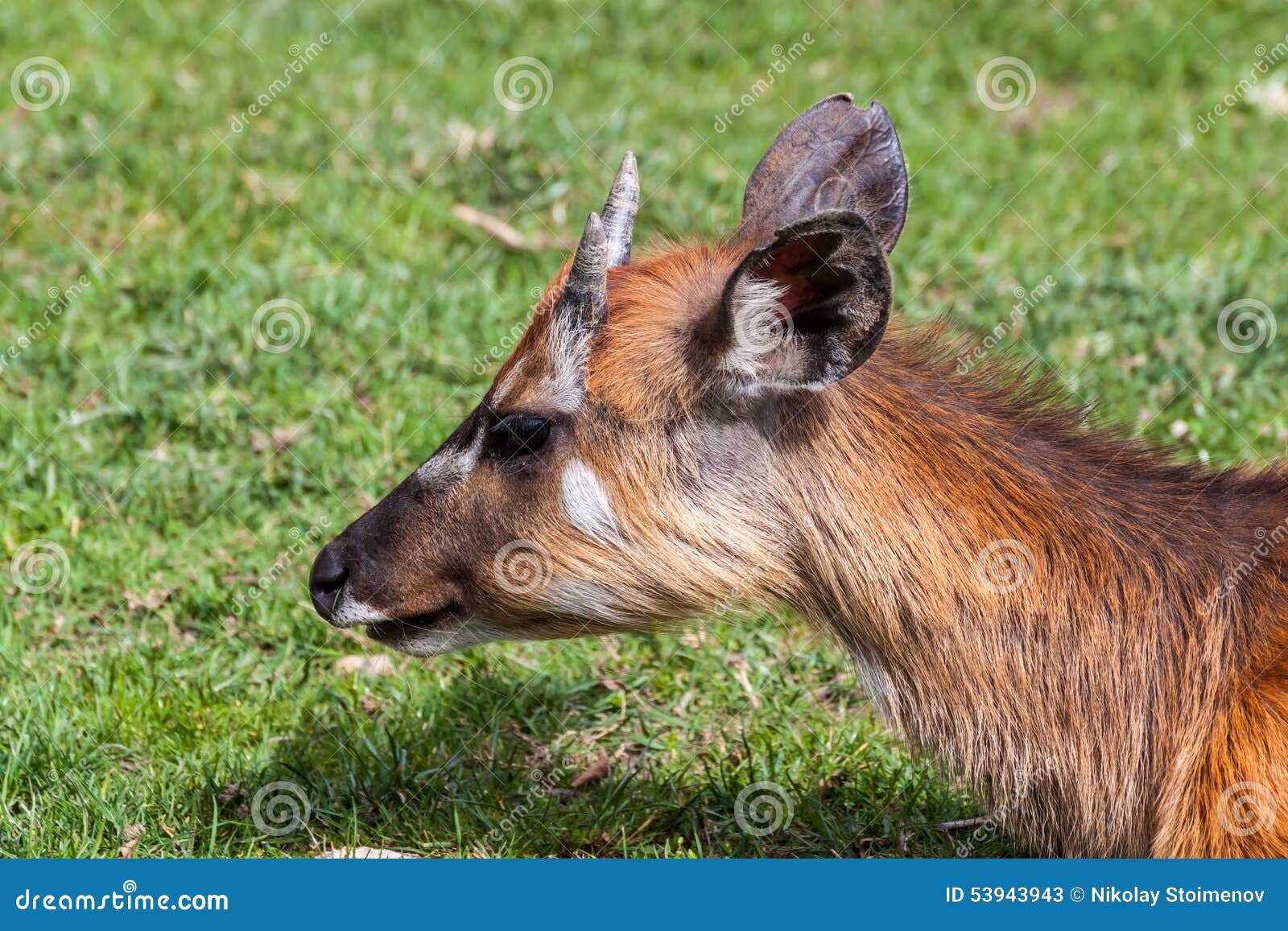 Portrait Of A Sitatunga /Tragelaphus Spekii/ Stock Photo ...