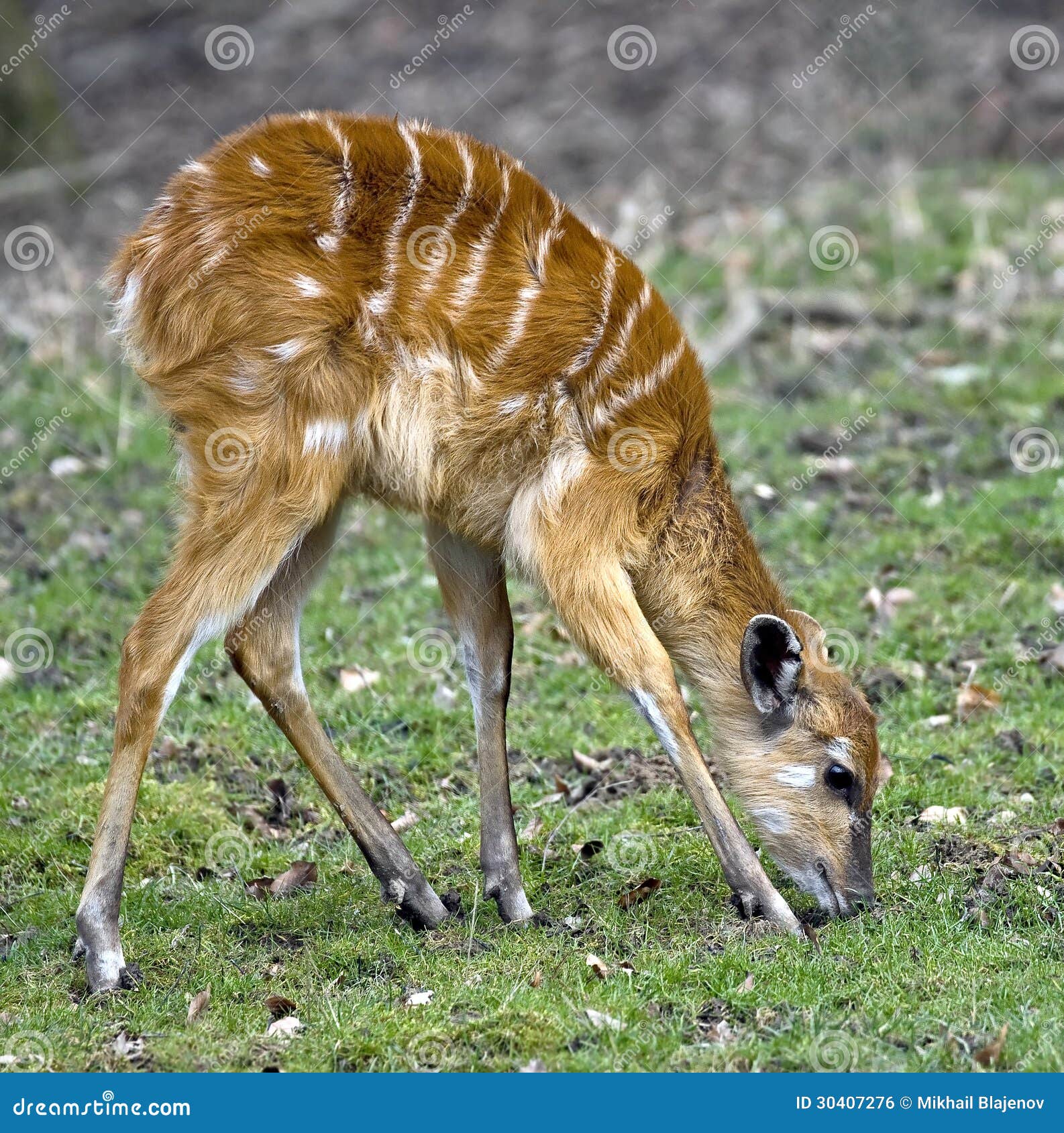 Sitatunga 3 stock photo. Image of female, animal, herbivorous - 30407276