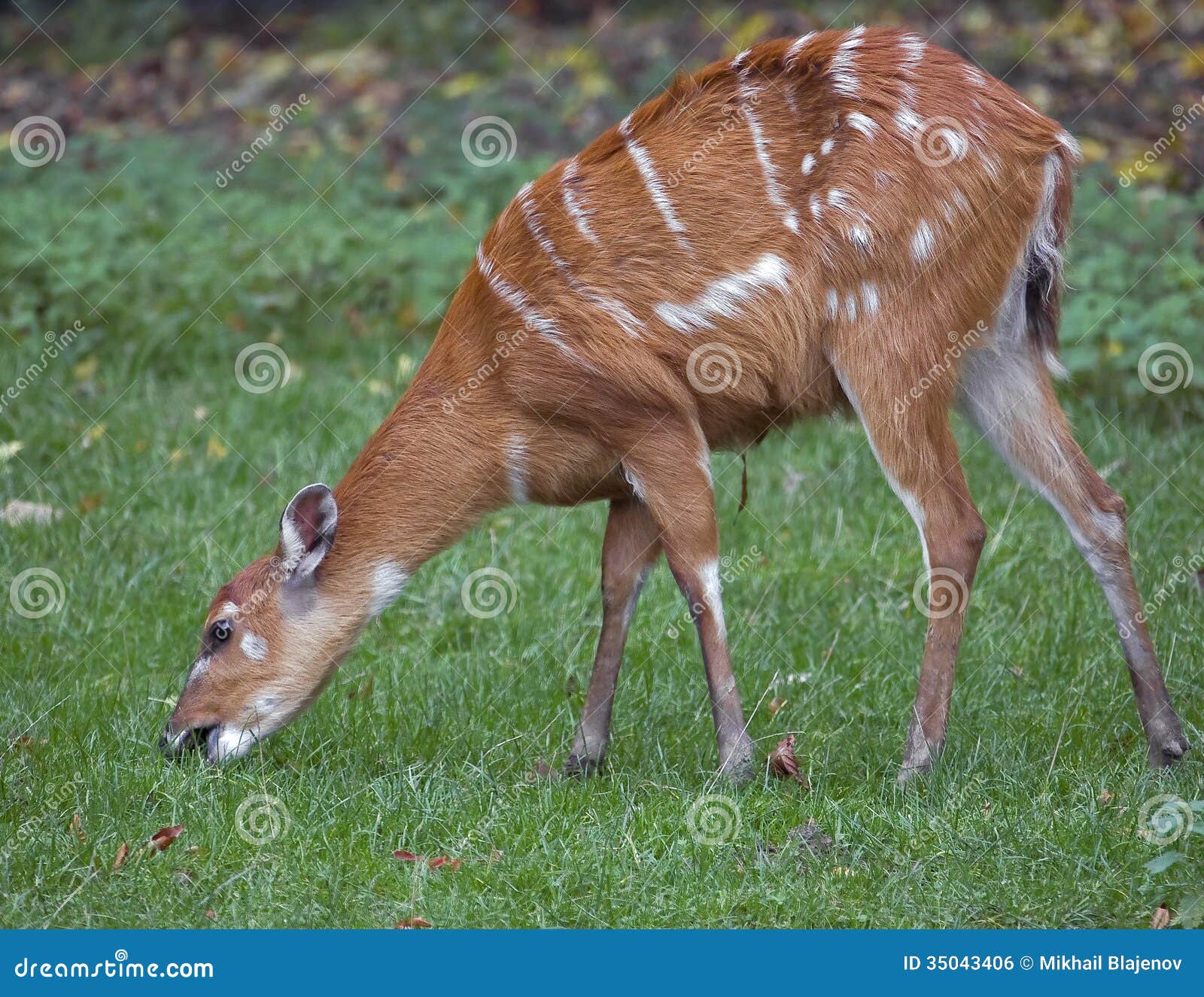 Sitatunga 4 stock photo. Image of ecology, africa, sitatunga - 35043406