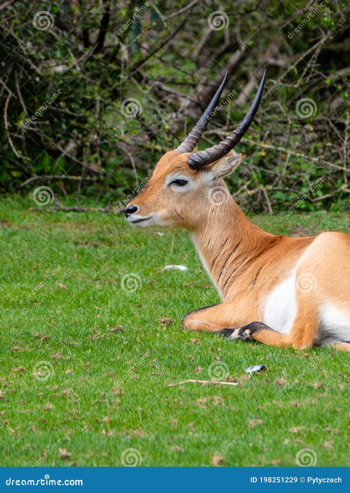 Sitatunga Or Marshbuck (Tragelaphus Spekii) Antelope Stock Photography ...
