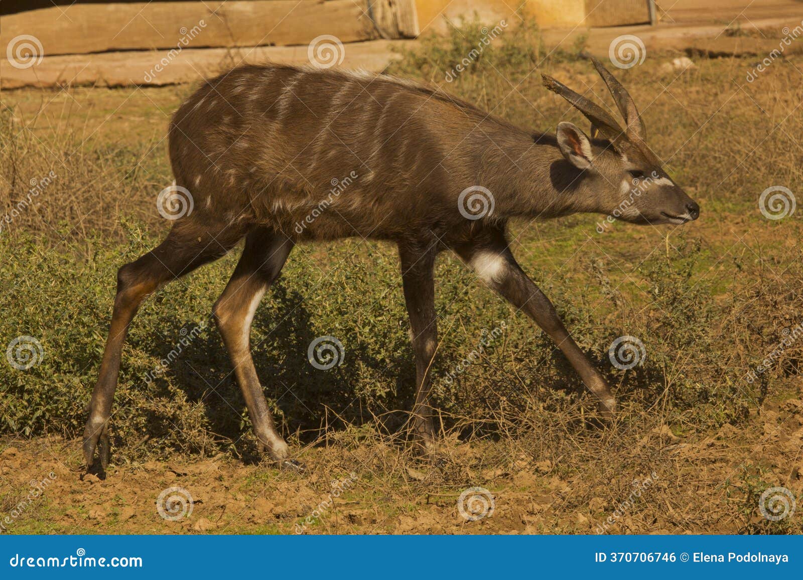 The Rare Sitatunga Antelope Stock Image | CartoonDealer.com #24346393