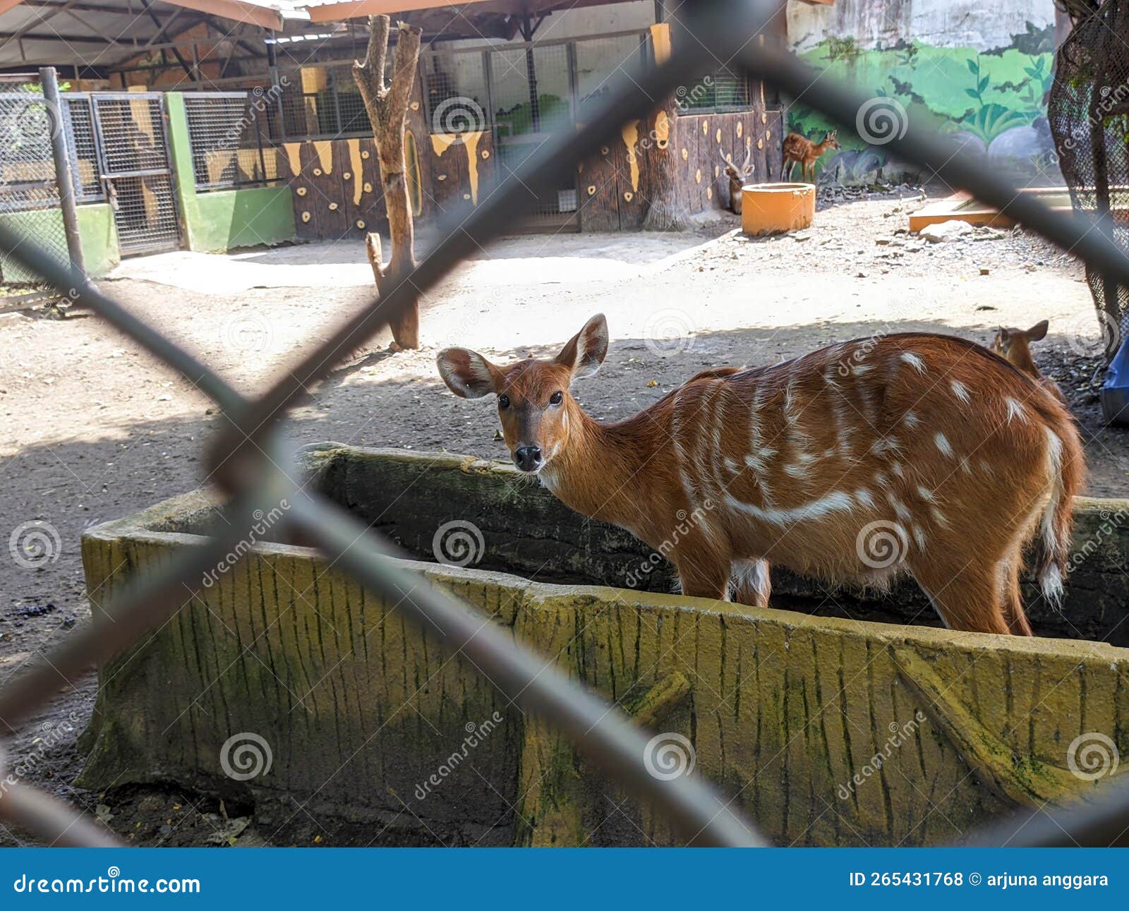 Sitatunga Or Marshbuck (Tragelaphus Spekii) Antelope Stock Photography ...