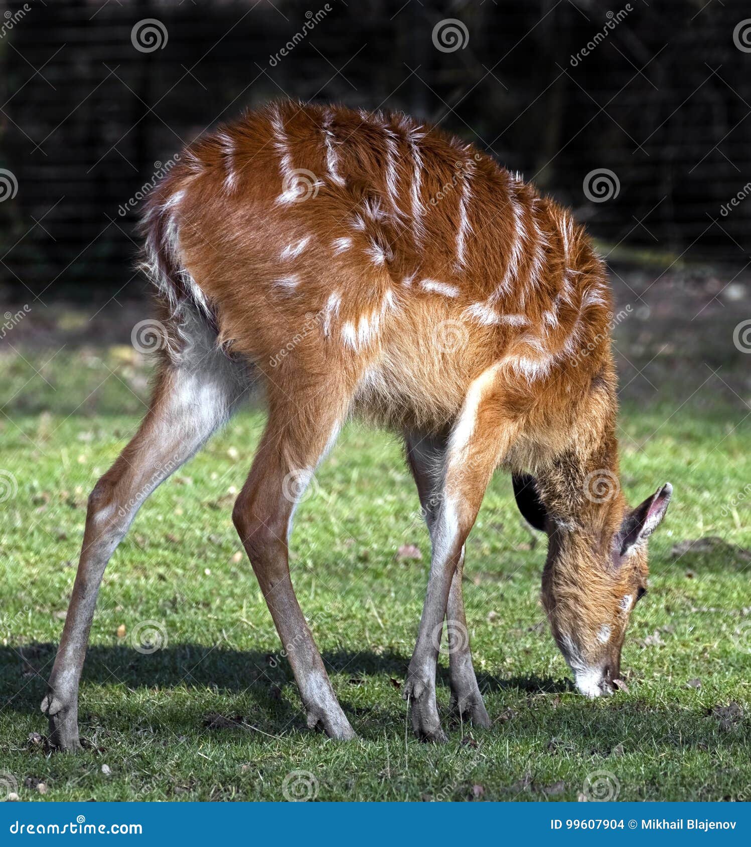 Sitatunga 12 stock photo. Image of creature, antelope - 99607904