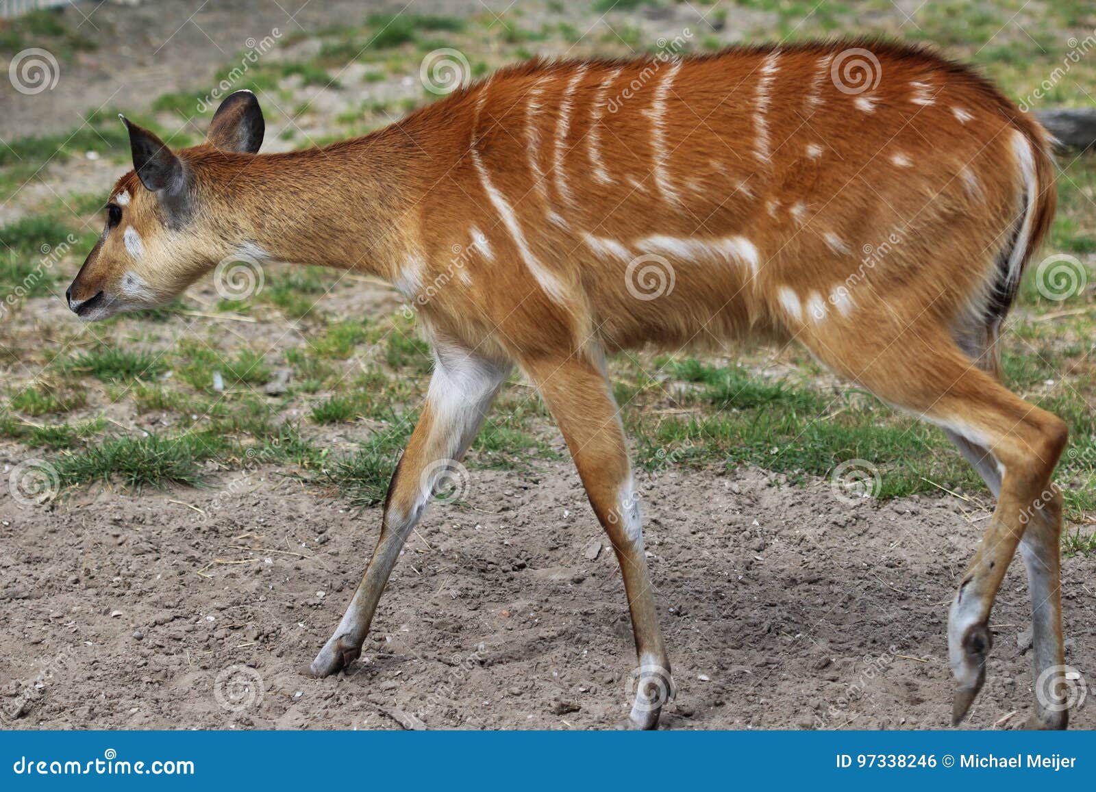 Sitatunga stock photo. Image of fauna, macro, botswana - 97338246