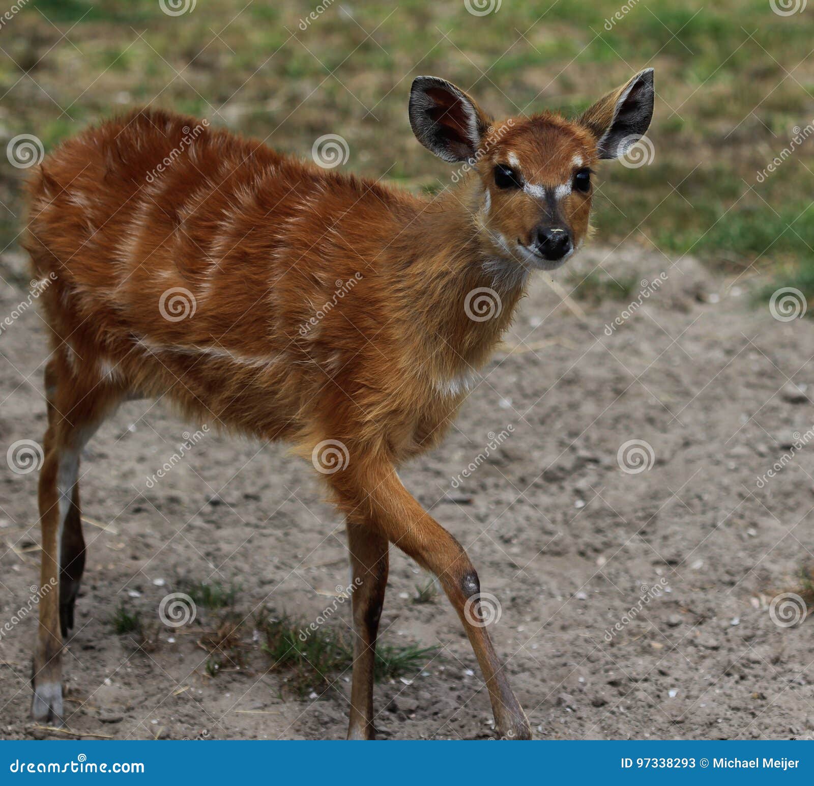 Sitatunga stock image. Image of cameroon, forest, marshbuck - 97338293